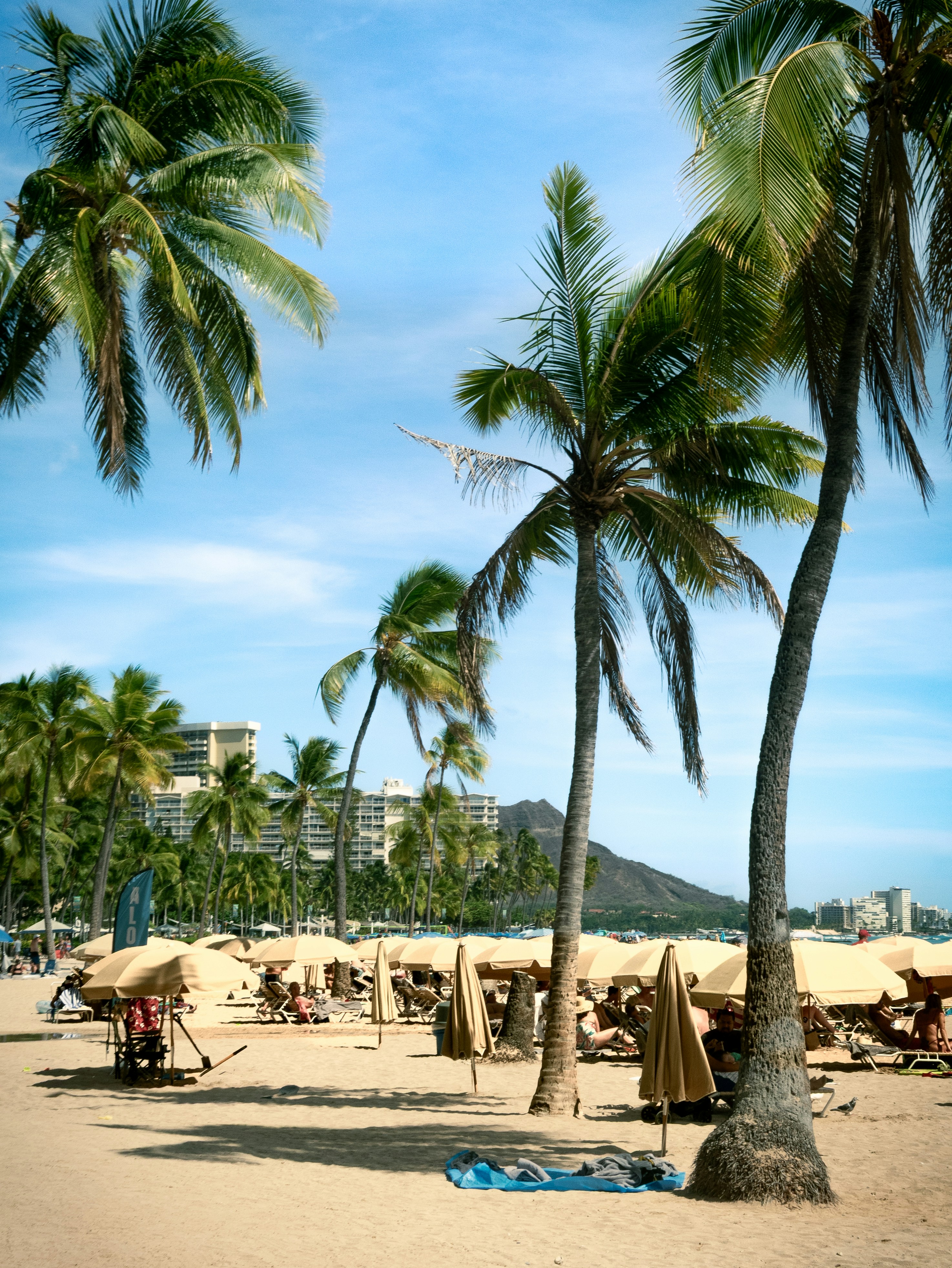 Palm Canopies Over a Sunlit Beachfront