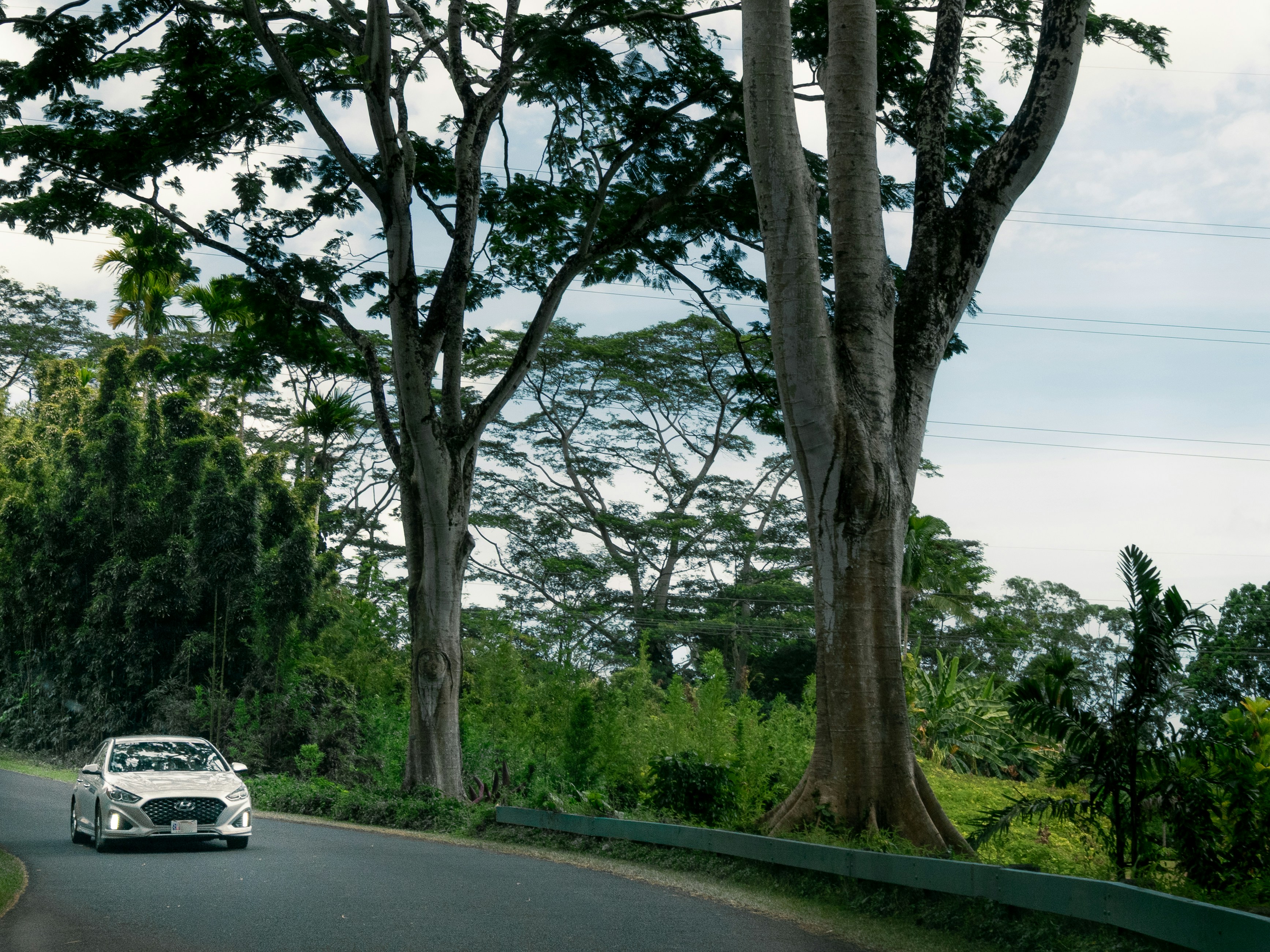 Silver car navigating a winding road flanked by towering trees and lush greenery.