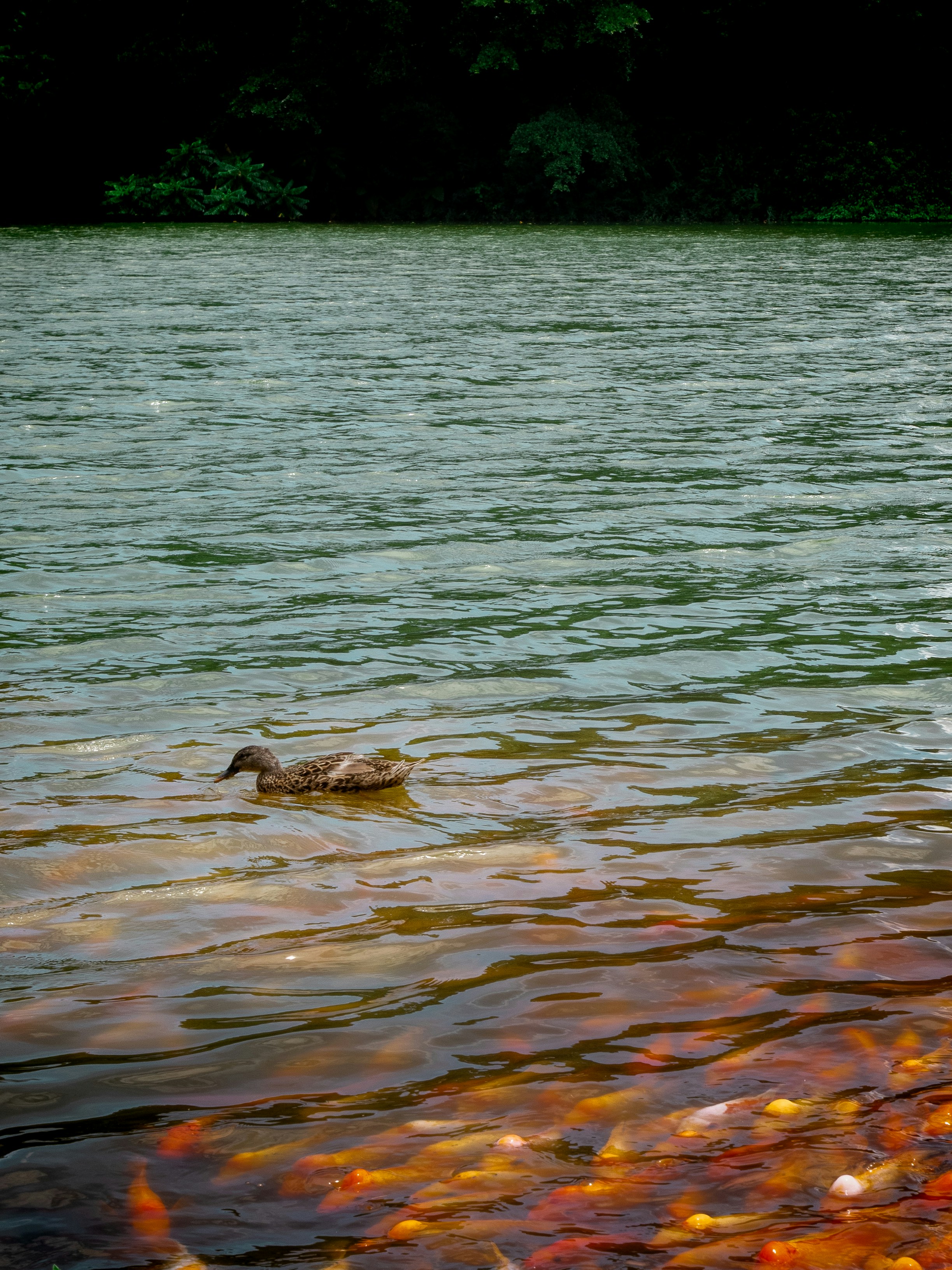 Harmony Beneath the Surface: A Duck's Journey