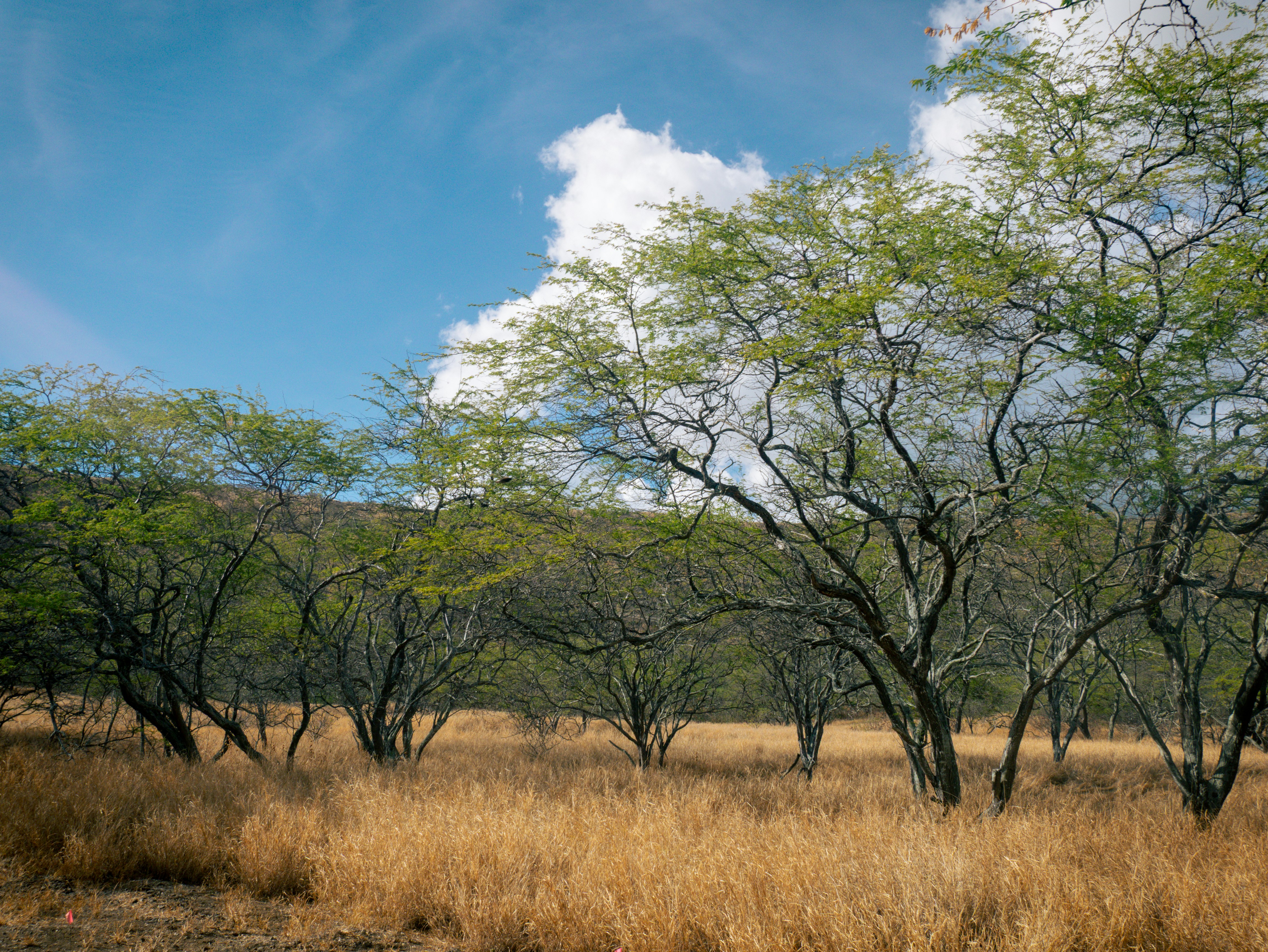 Lush green trees stand amidst dry golden grass under a bright blue sky with fluffy clouds. The scene captures the harmony of nature's contrasting elements.
