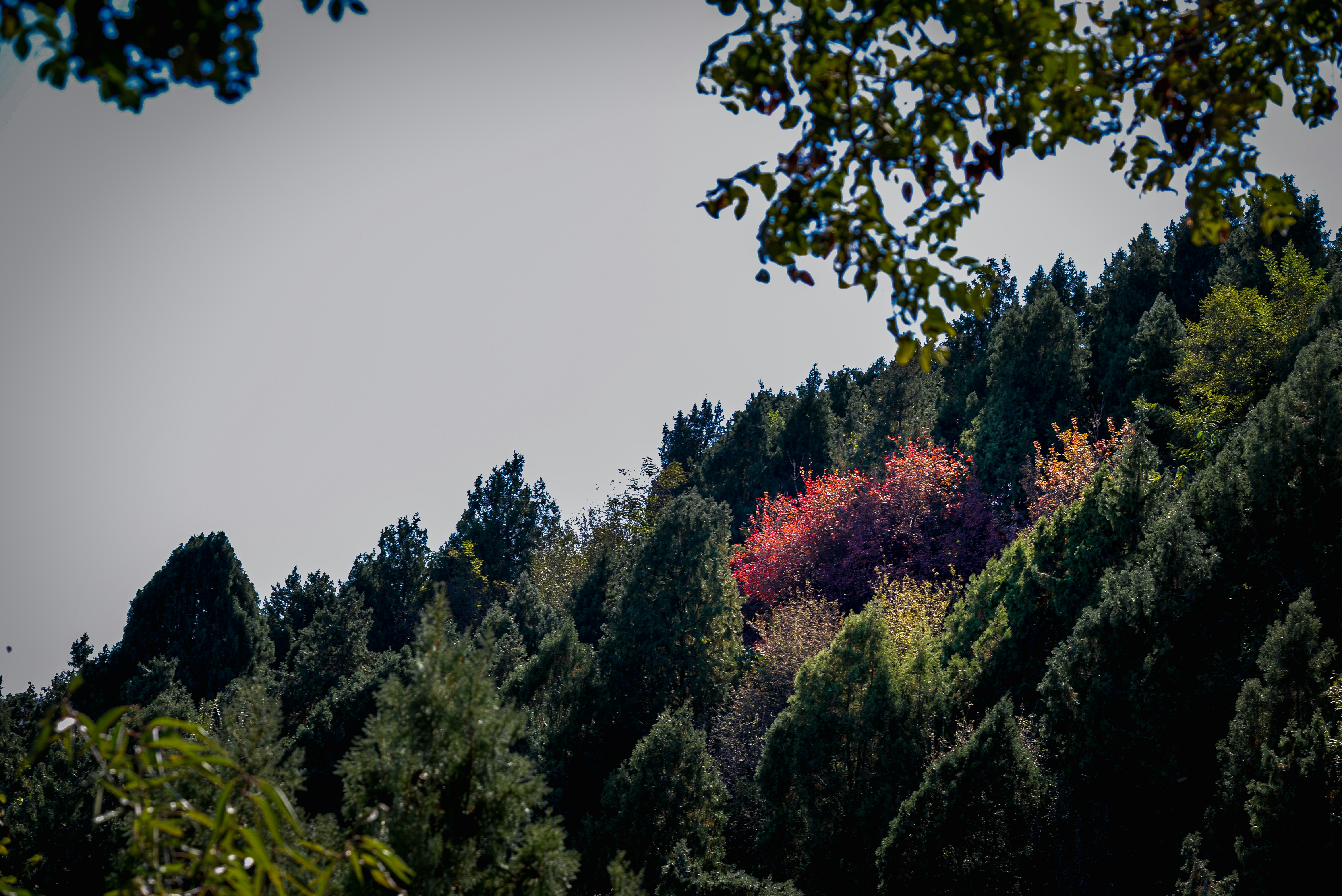 Ember Among Pines: A solitary red-leaf sentinel on a forest hillside