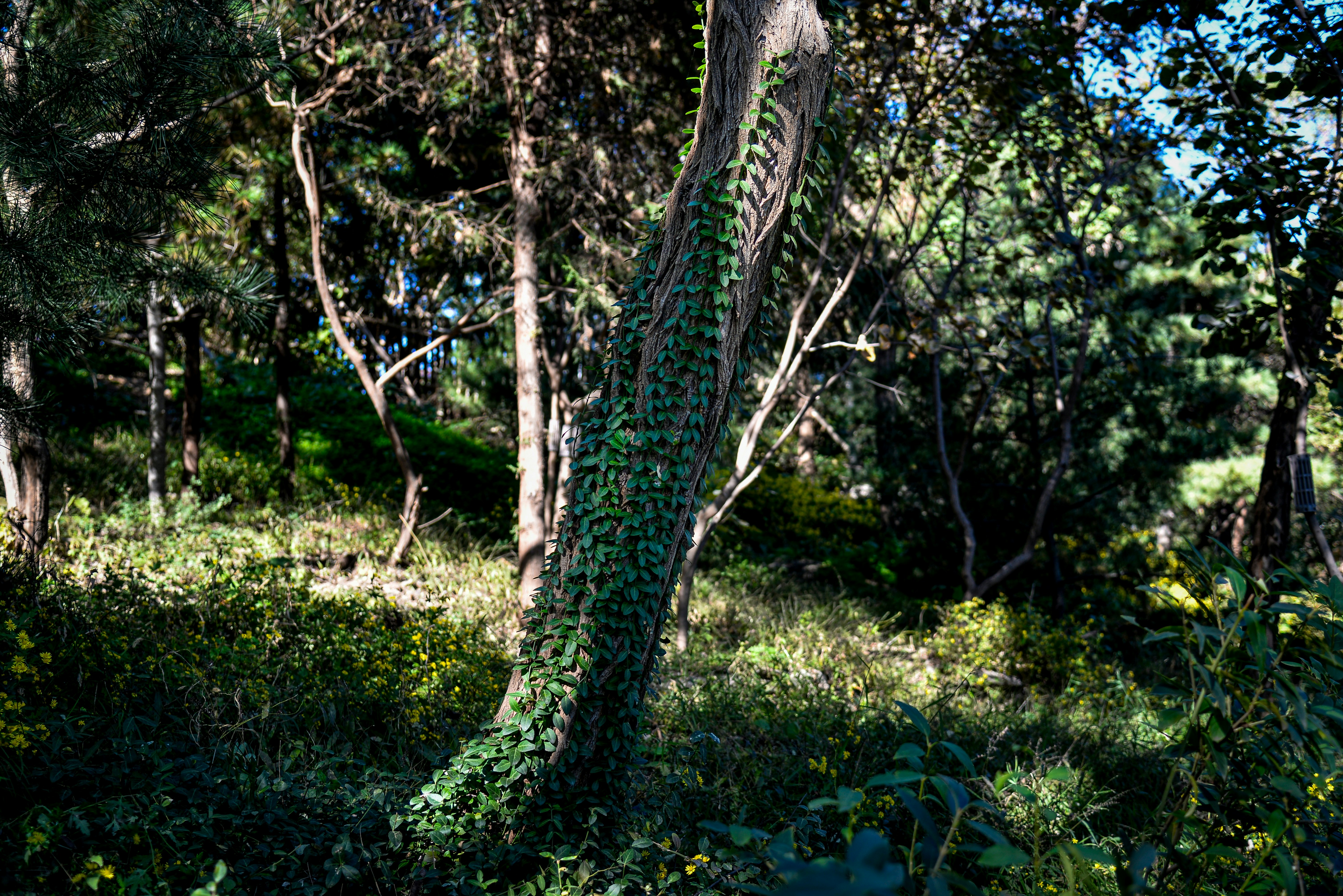 Ivy-Wrapped Trunk Rising Through Dappled Forest Light