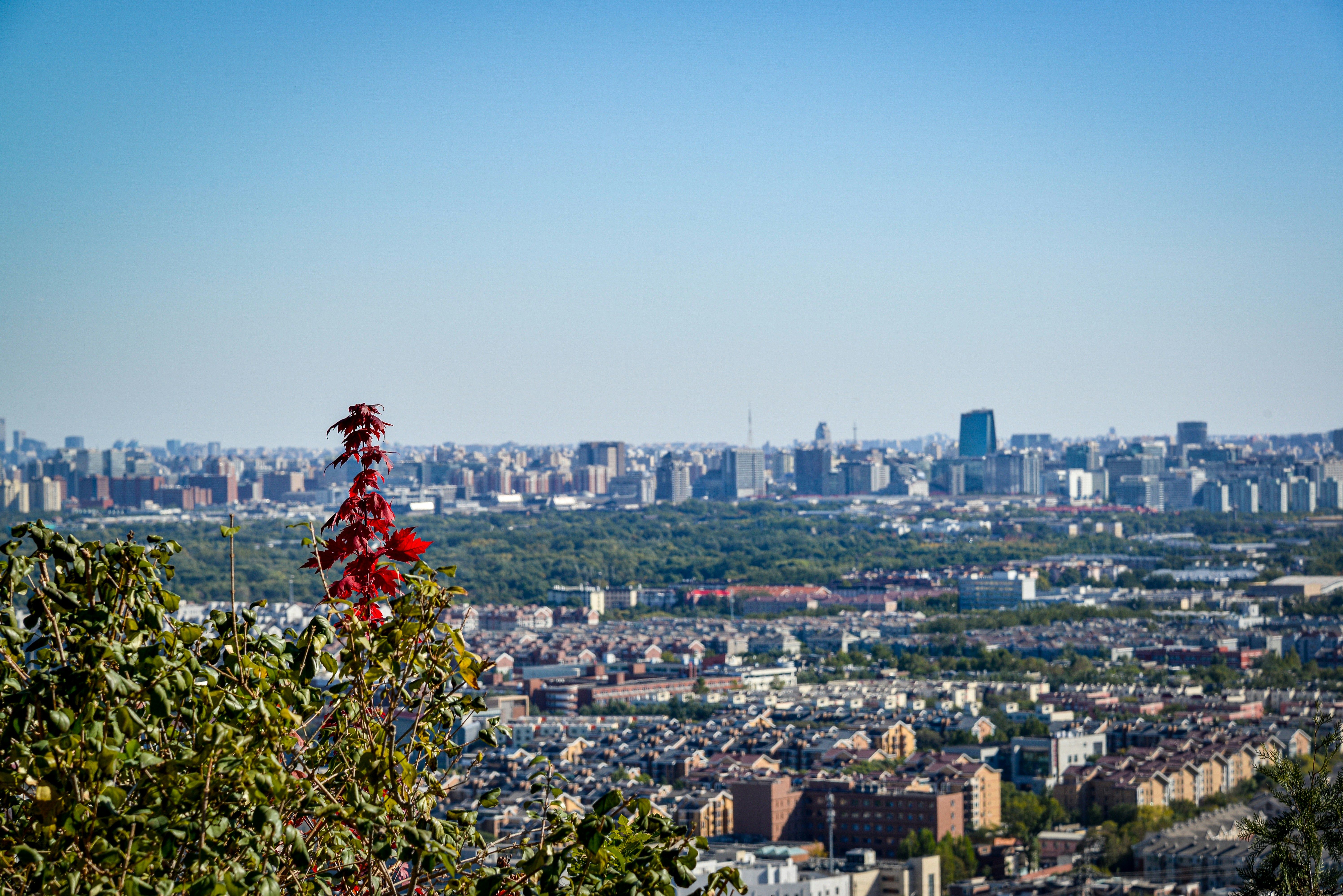 Crimson Sprig Framing the Sunlit Skyline