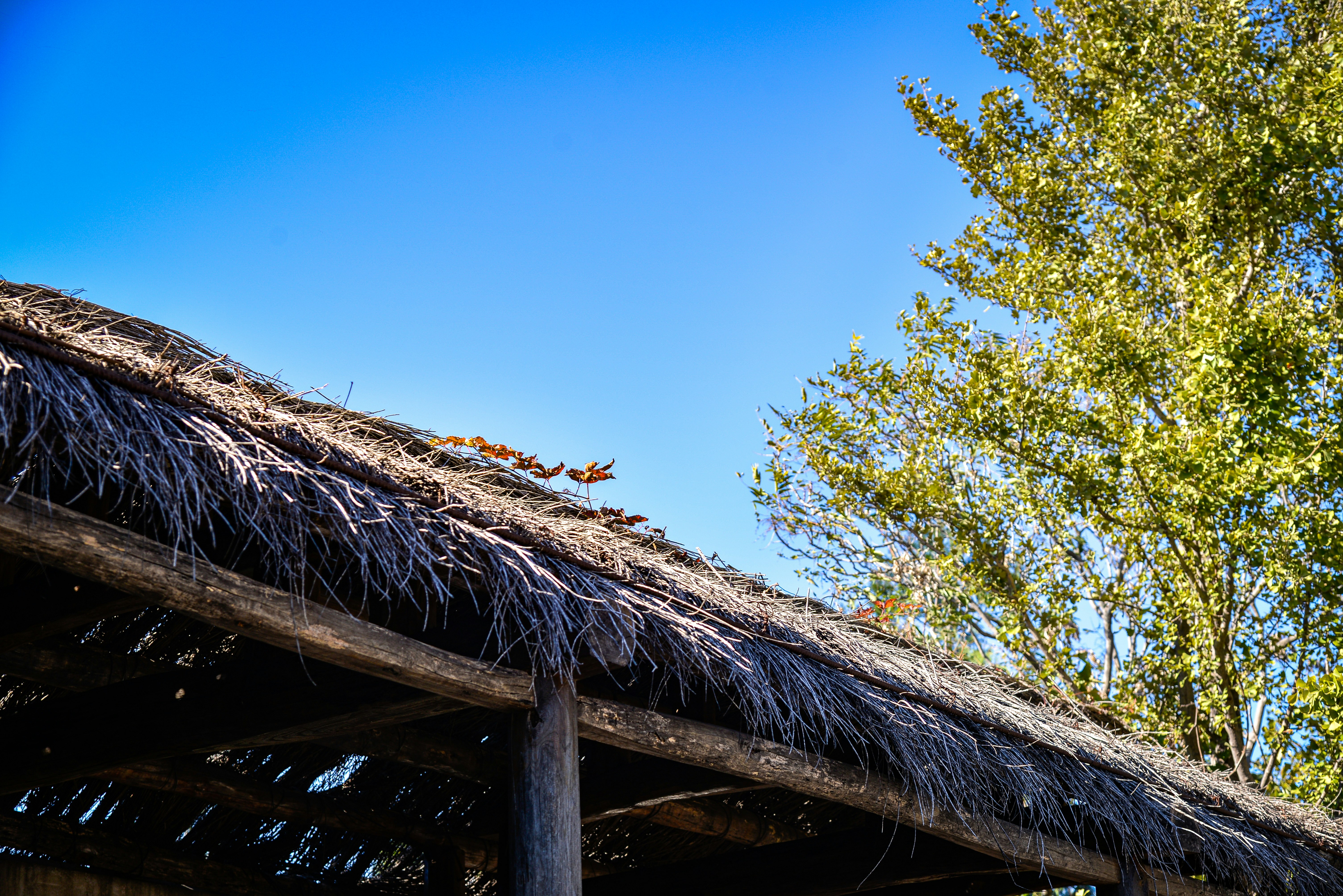 Thatched roof of a rustic structure with vibrant greenery and a clear blue sky in the background.