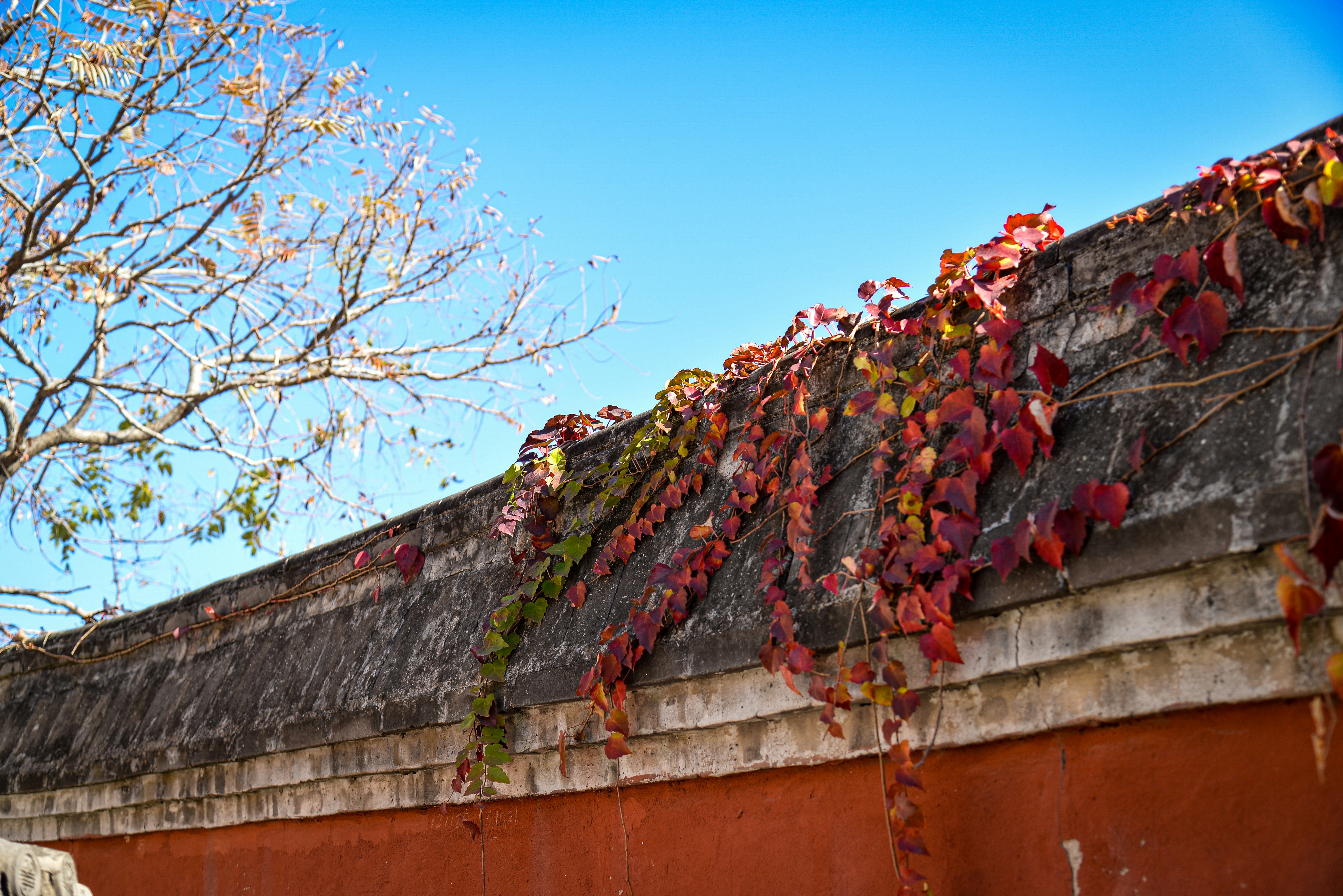 Crimson Ivy Tracing a Weathered Ledge Under a Clear Blue Sky