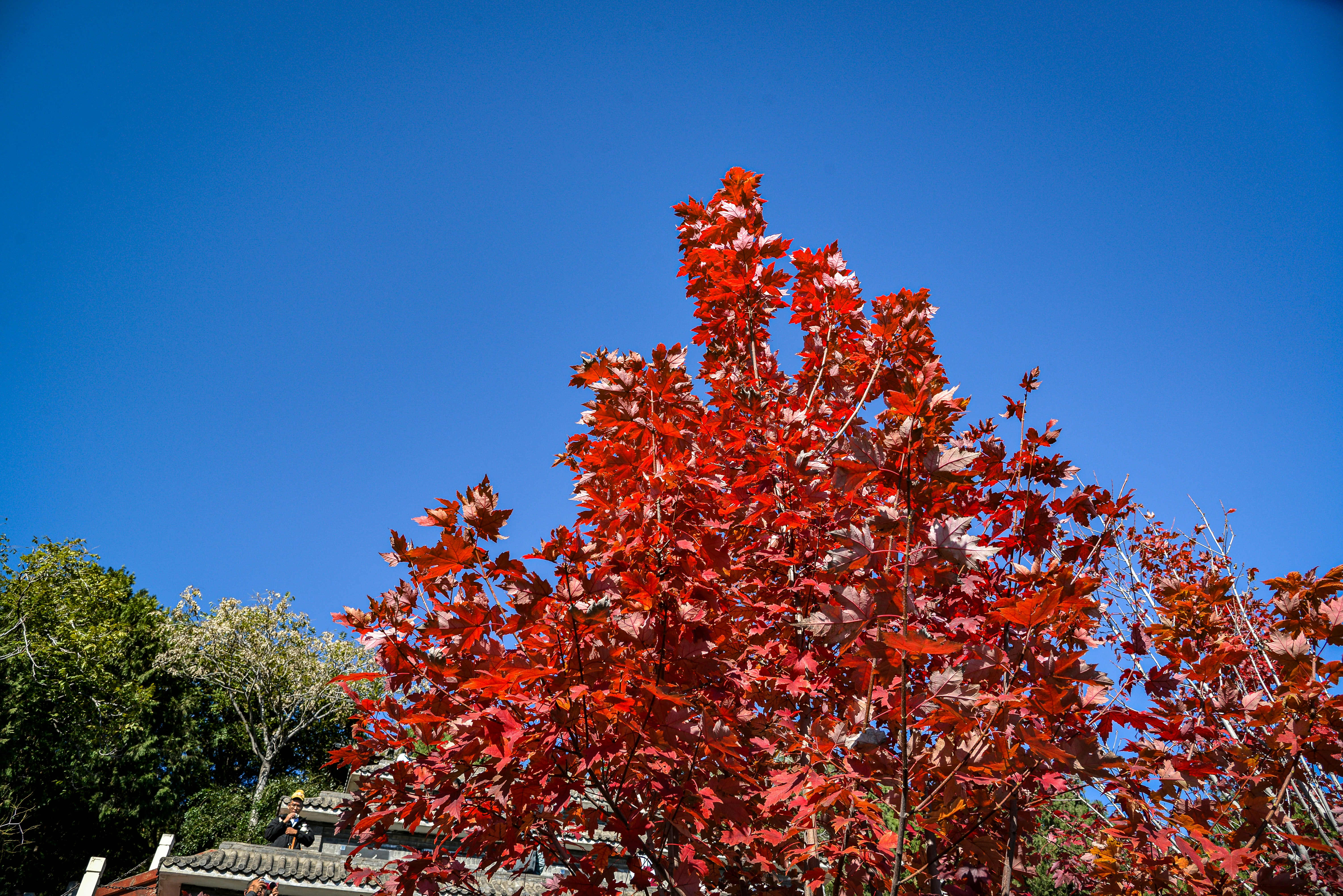 Crimson Canopy Against Azure Skies