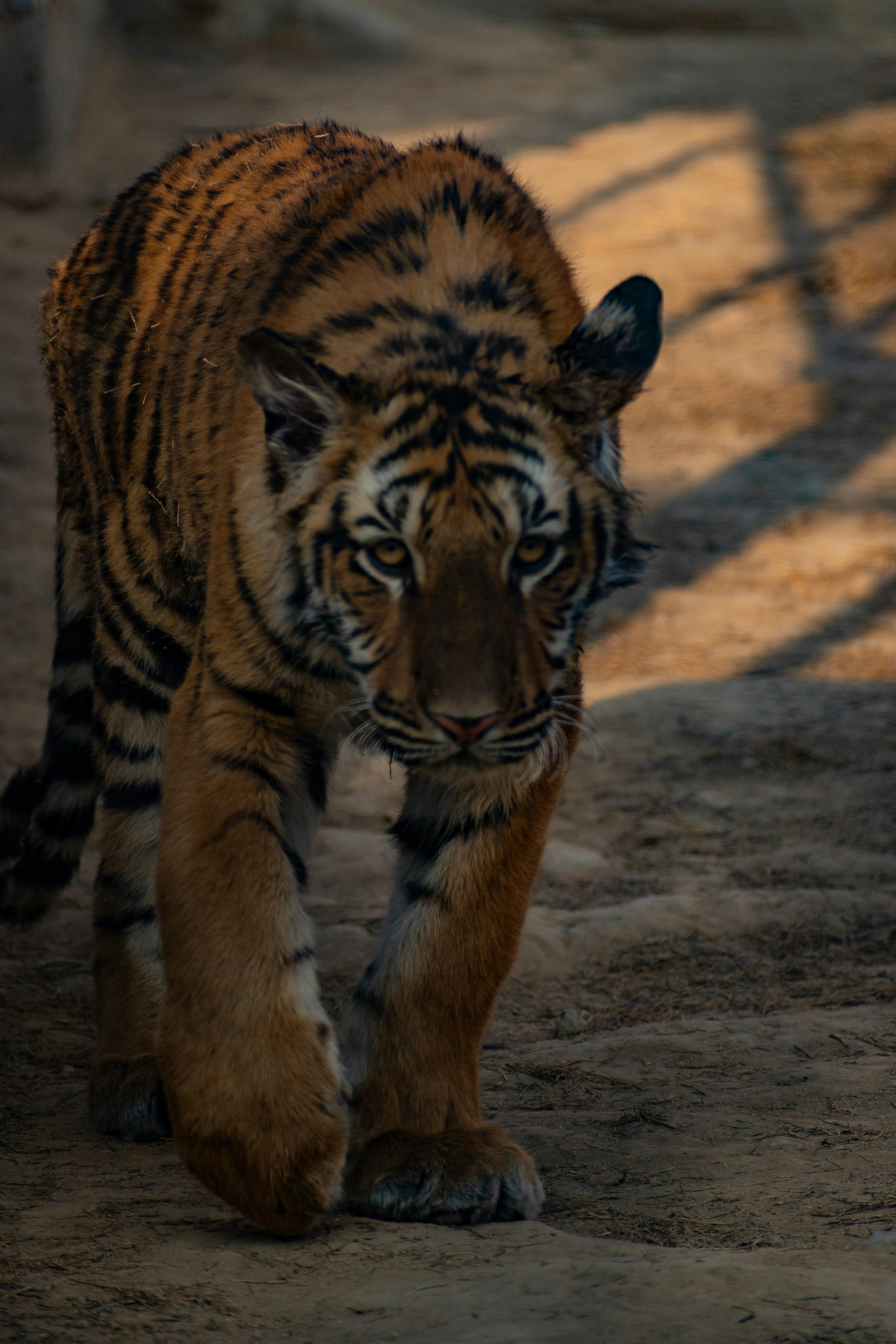 The Majestic Stride of the Bengal Hunter