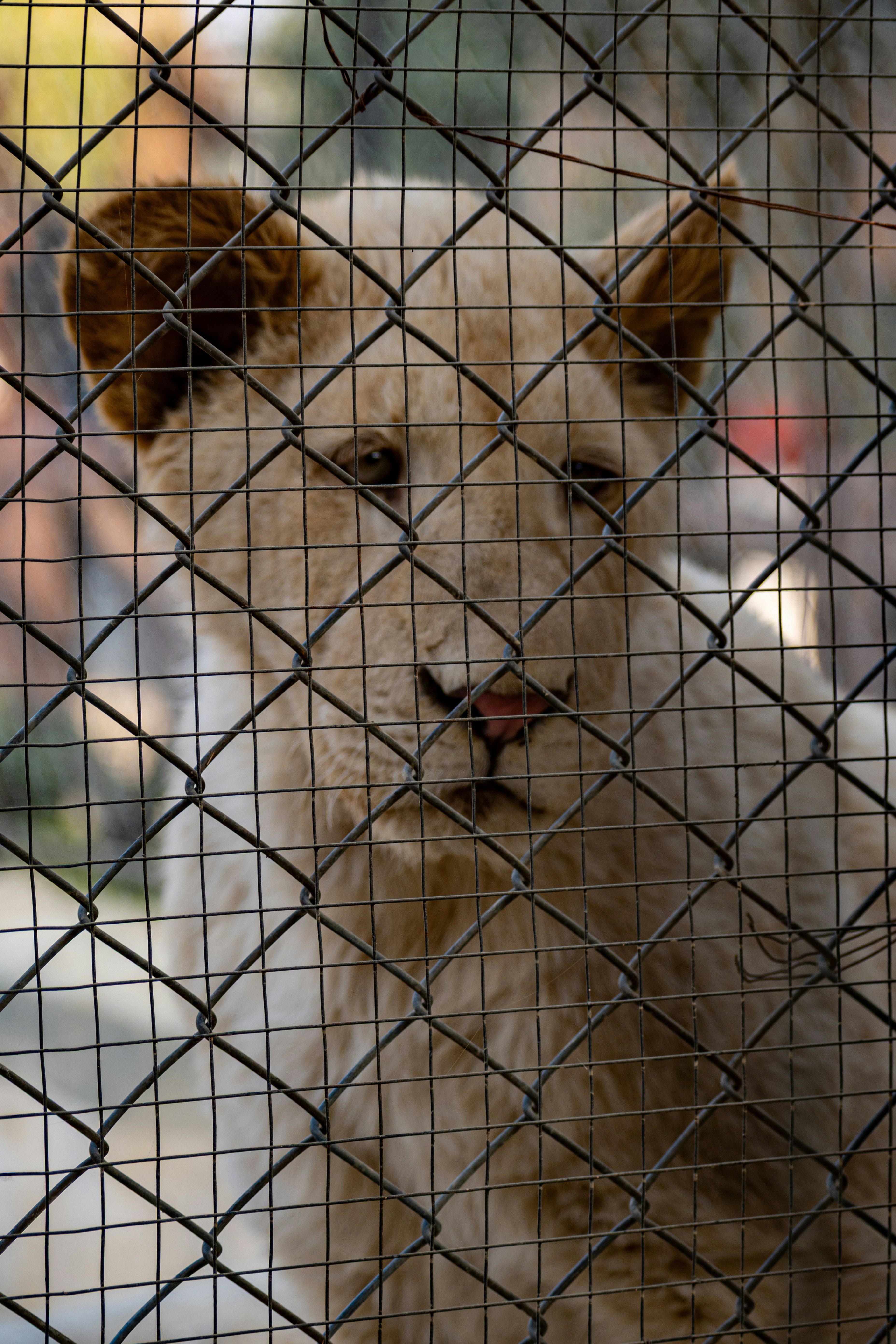 Male Lion in cage | A young white lion behind a wire fence.