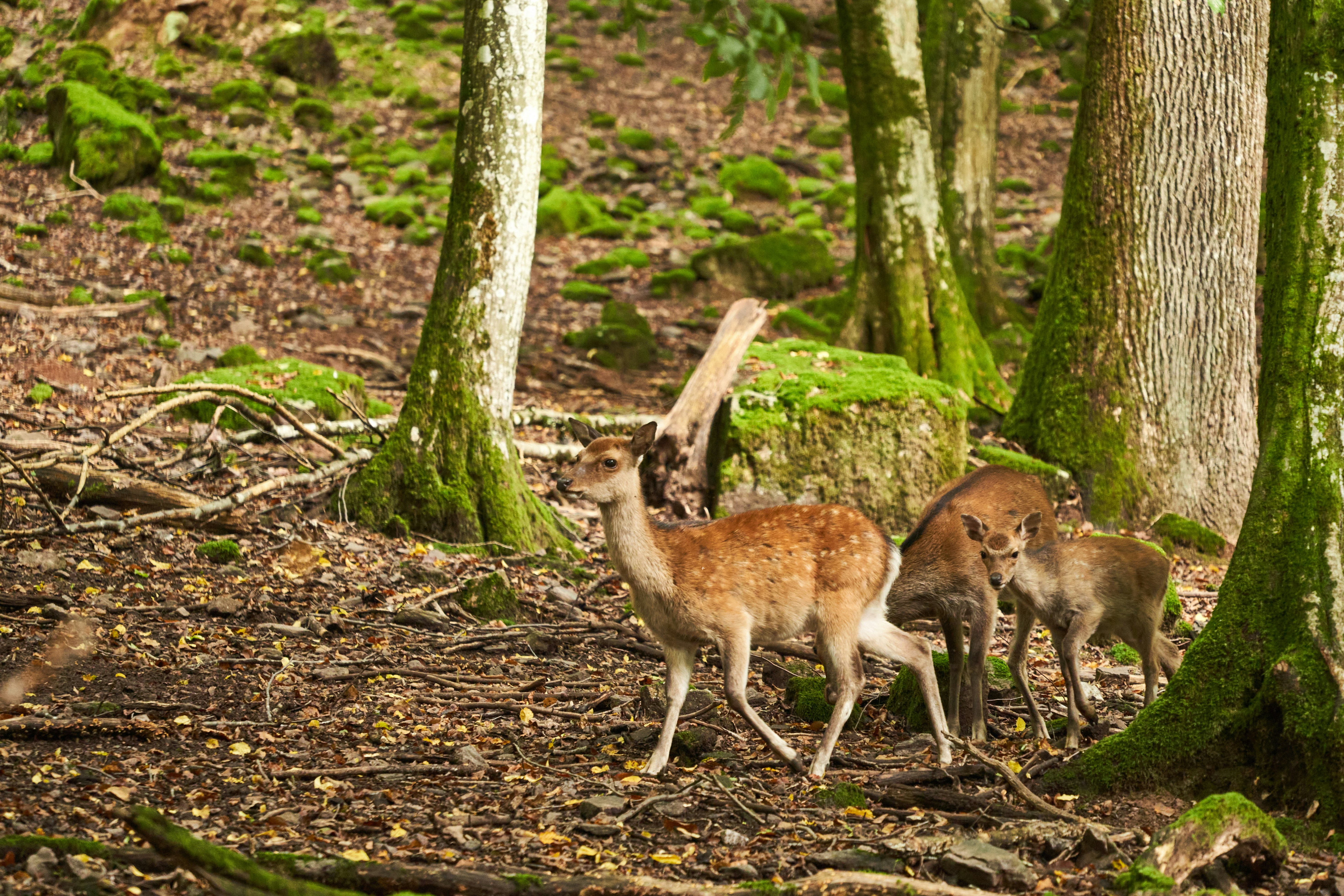 Two young deer navigate through a moss-covered woodland, surrounded by ancient trees and fallen leaves.