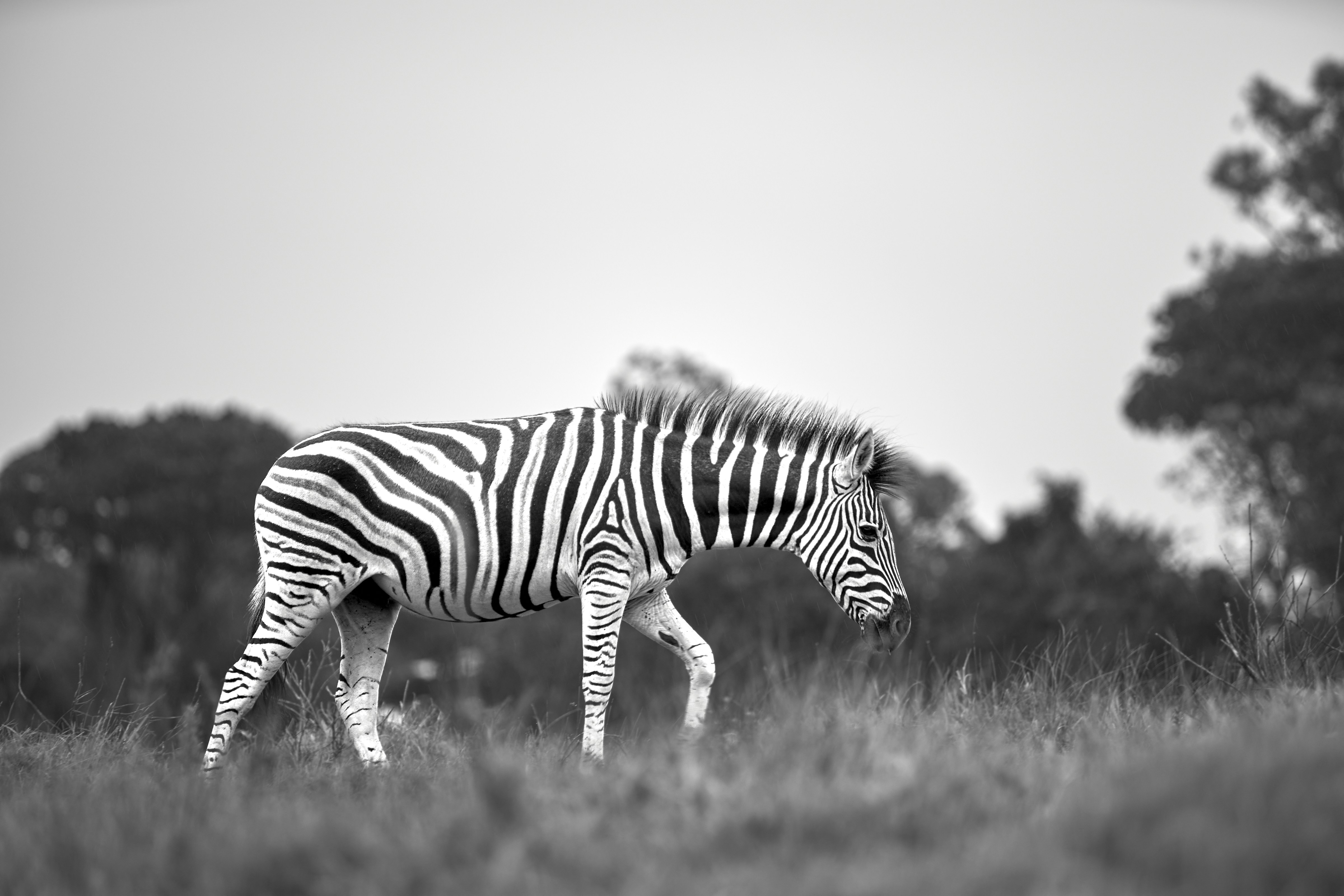 Photo by Wolfgang Hasselmann with Sony Alpha 7 II