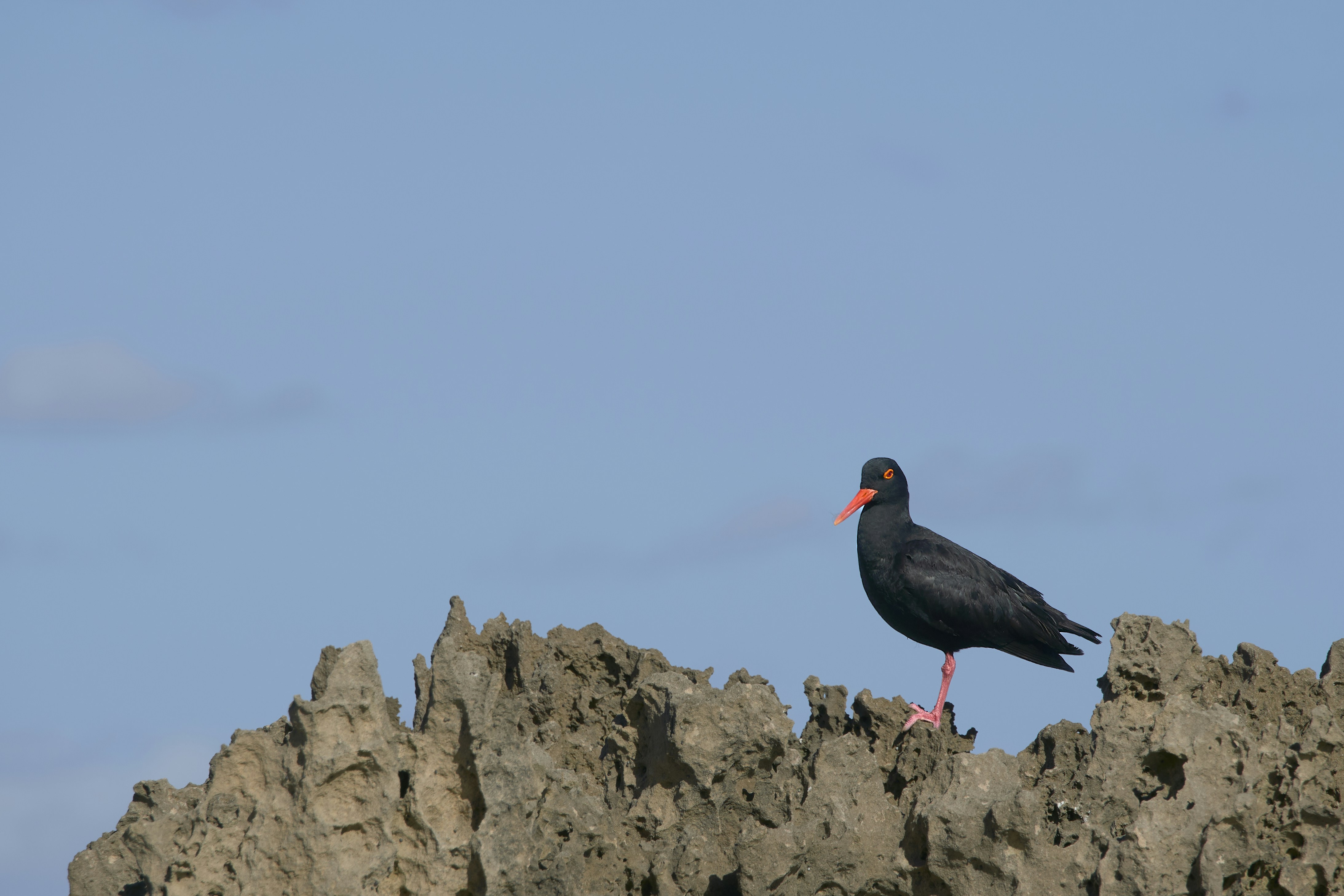Black oystercatcher bird on rocky outcrop