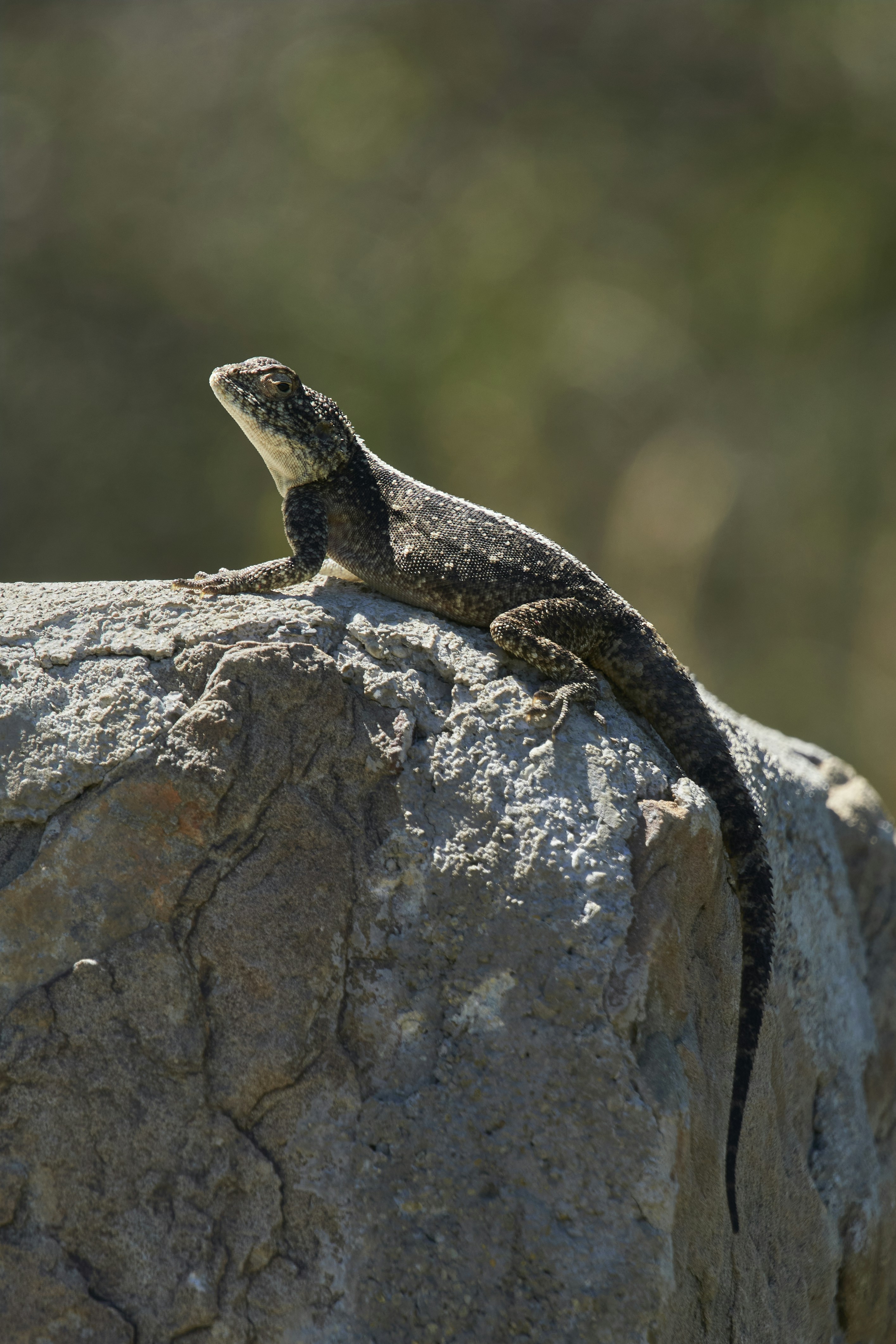 Sunbathing Sentinel: The Watchful Lizard