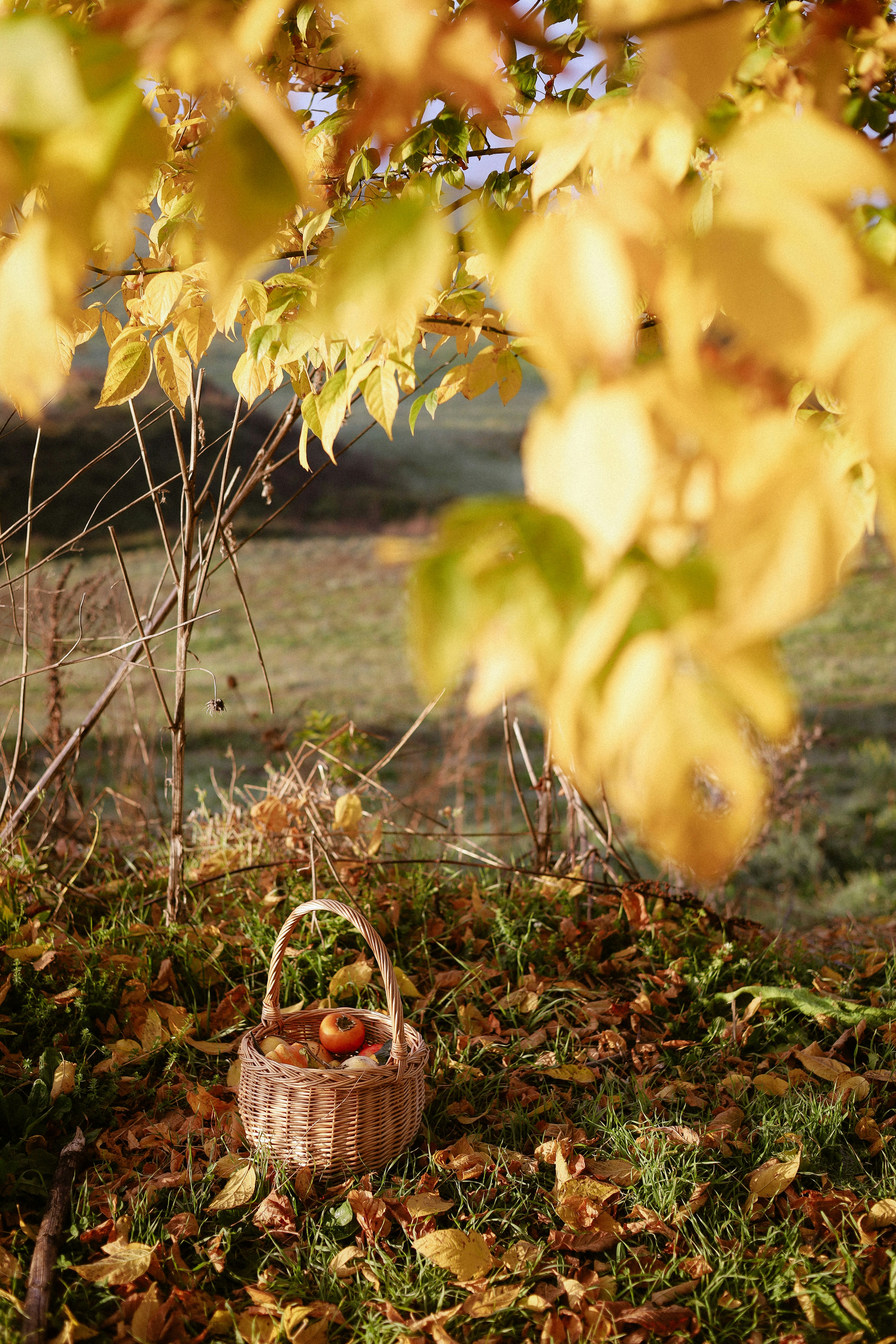 Basket of apples under autumn leaves