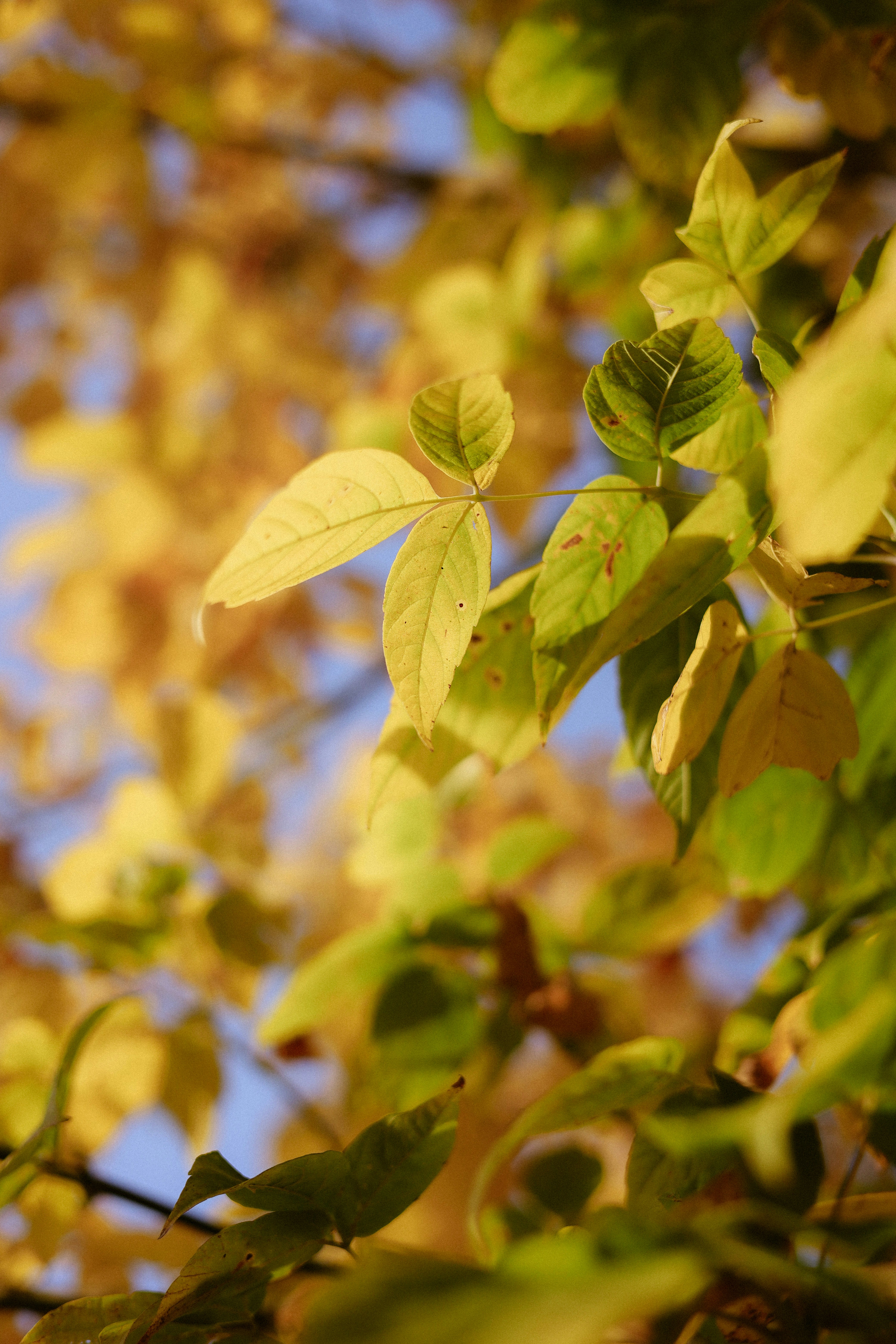 Yellow and green leaves against a blue sky