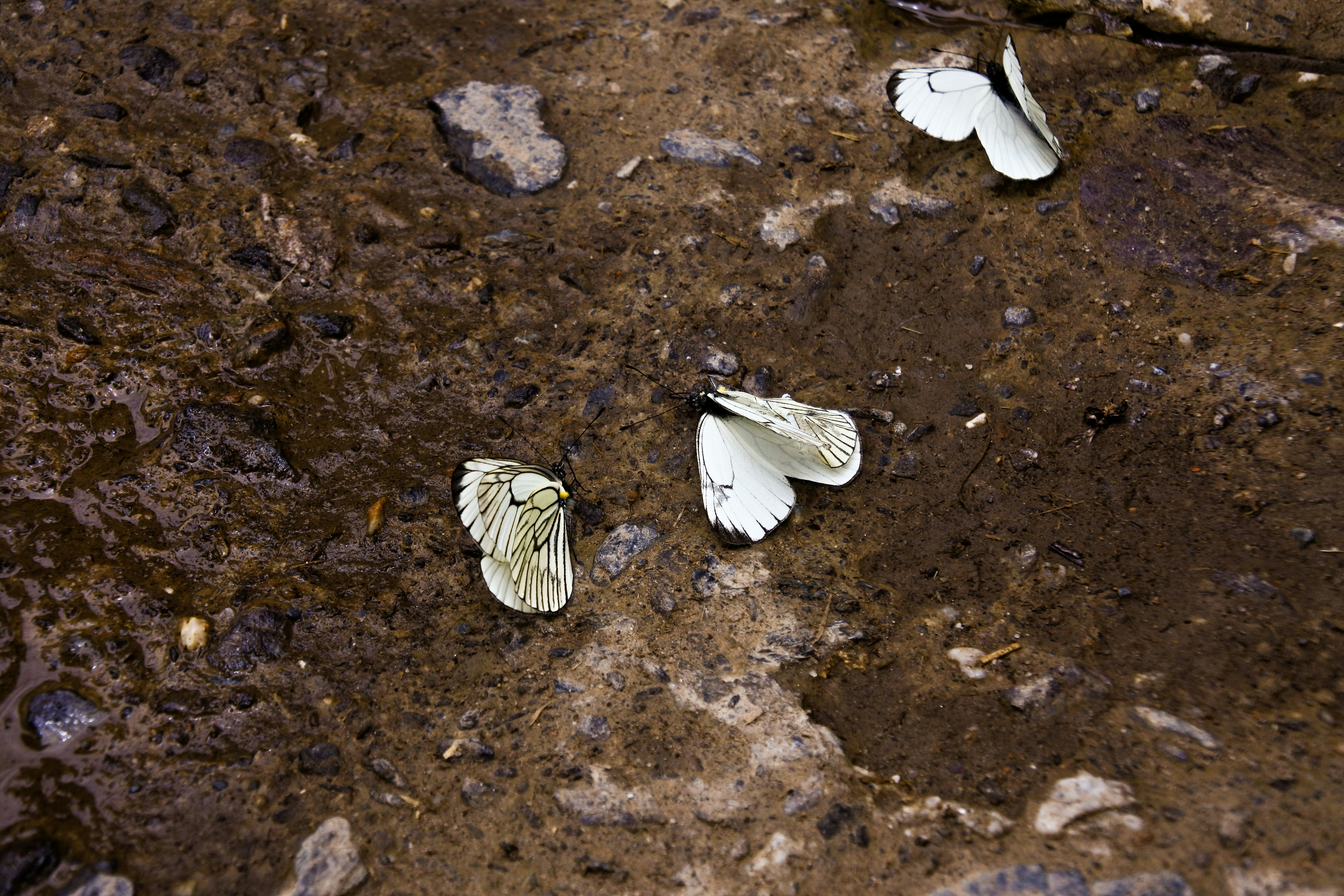 Photo by HsinKai Tai with Nikon 1 J5