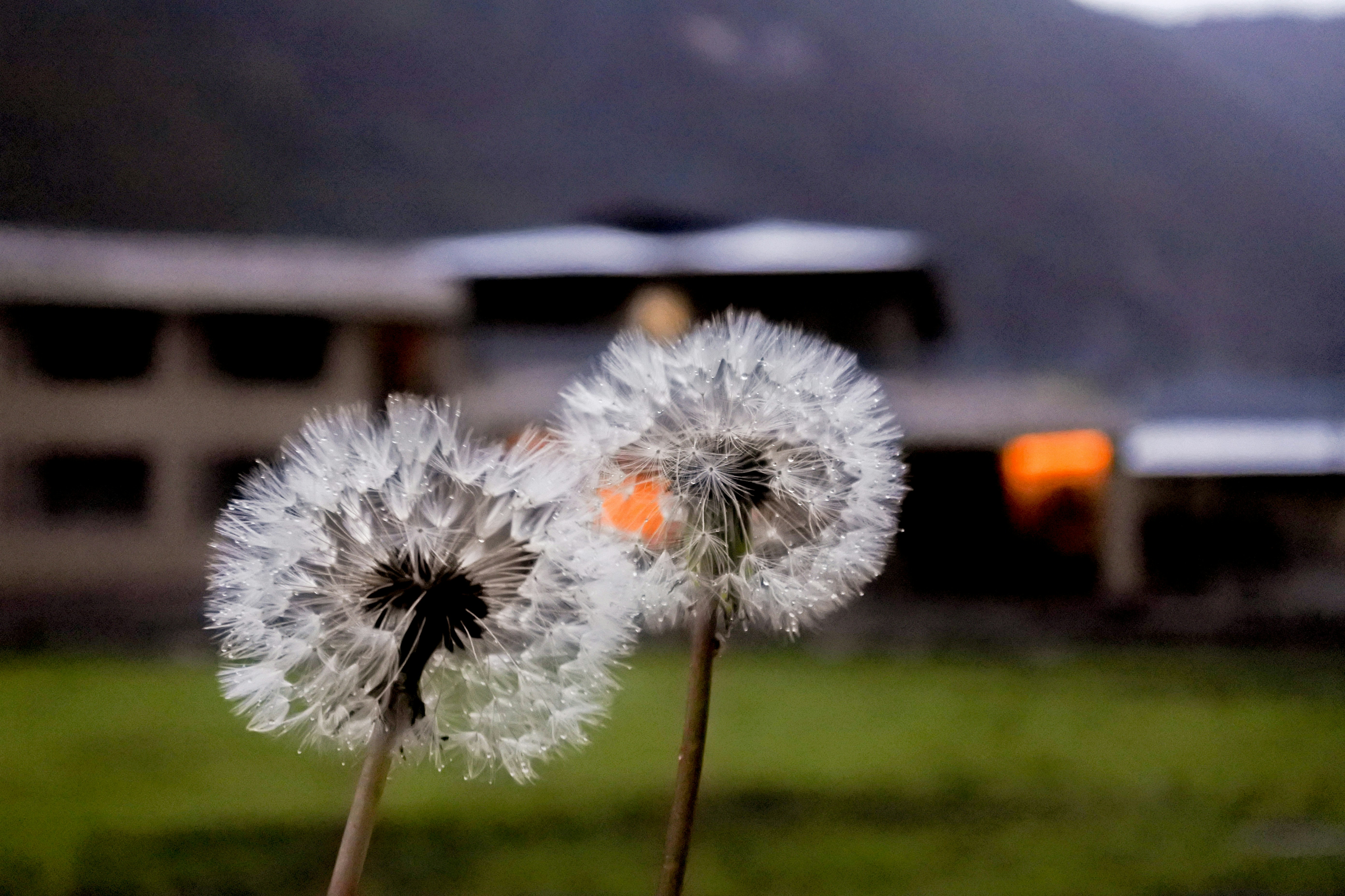 Two Dandelion Clocks Framed by a Quiet Farm Backdrop