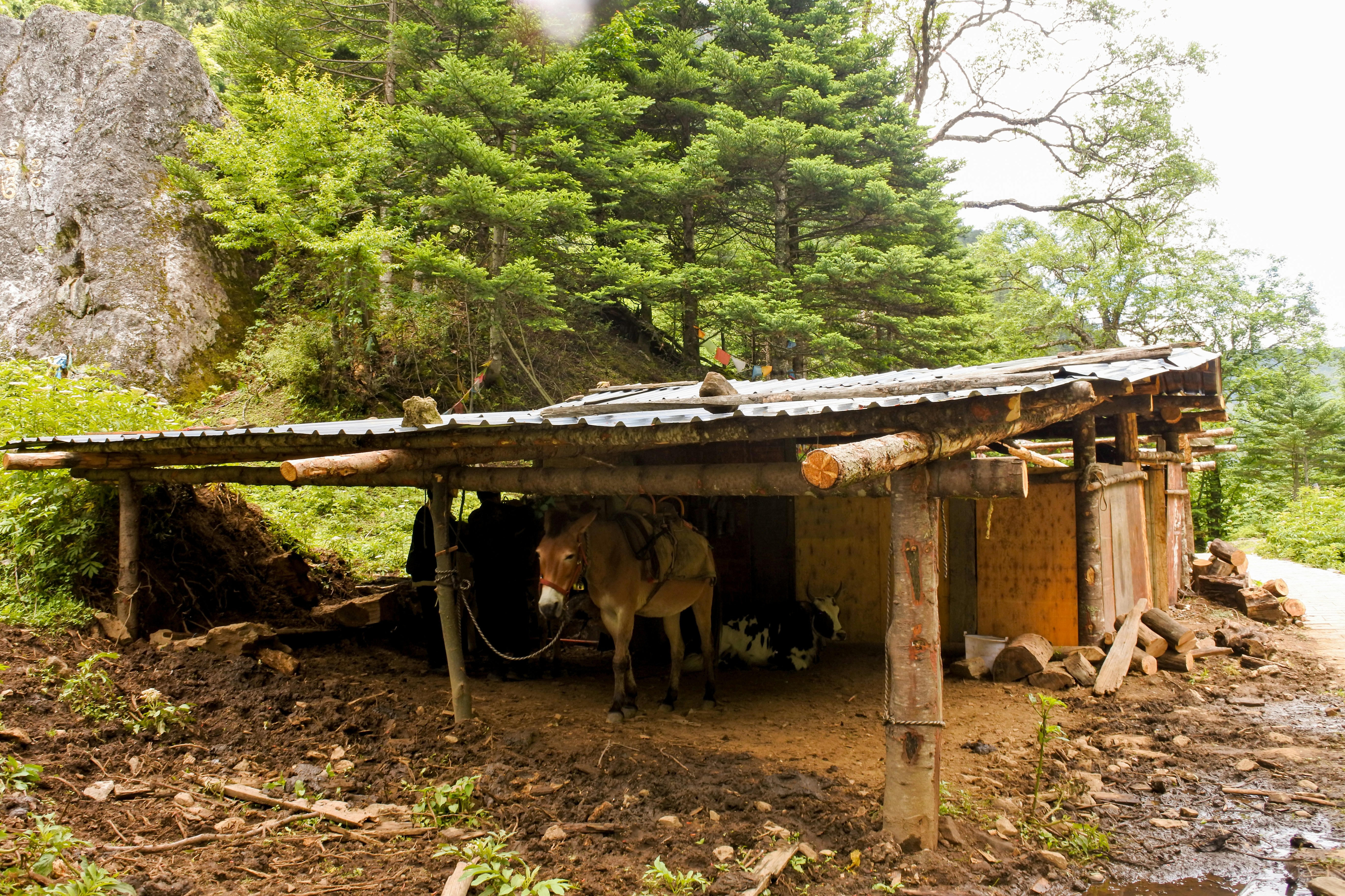 Rustic Shelter Amidst Nature's Embrace