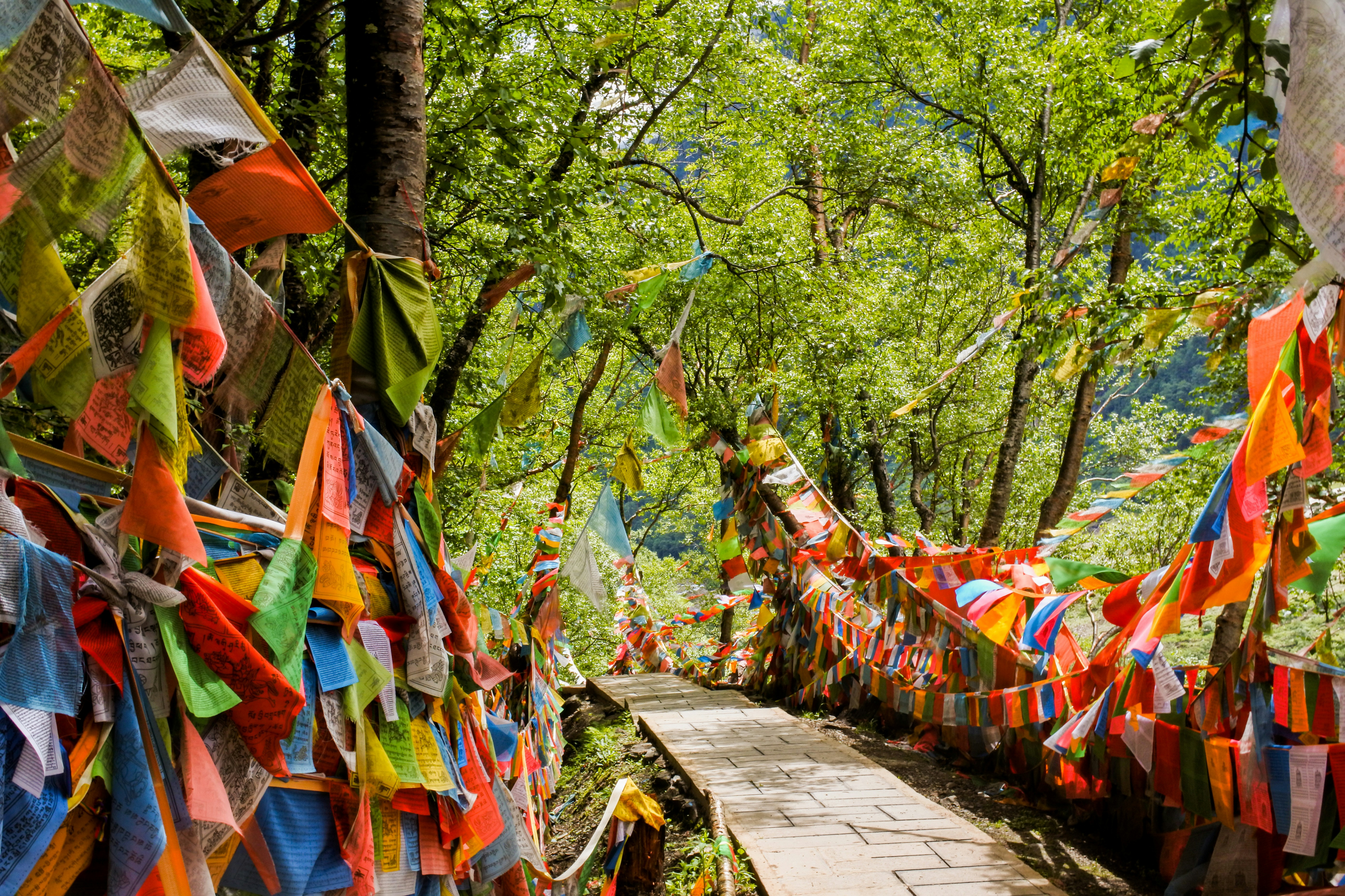 Flags of the Wind: A Colored Corridor Through a Forest Path