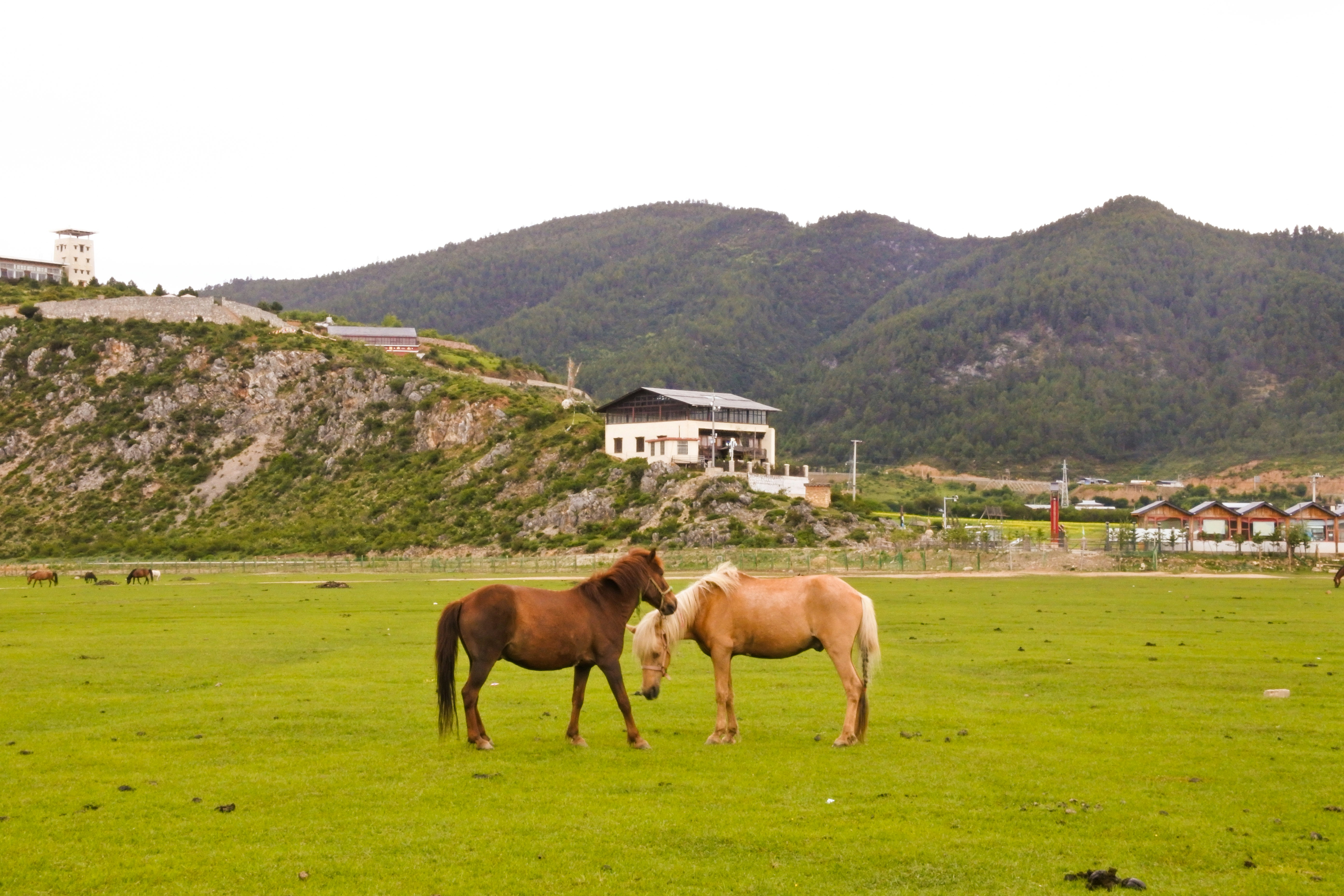 Meadow Dialogue: Two Horses Mid-Greet in a Green Valley