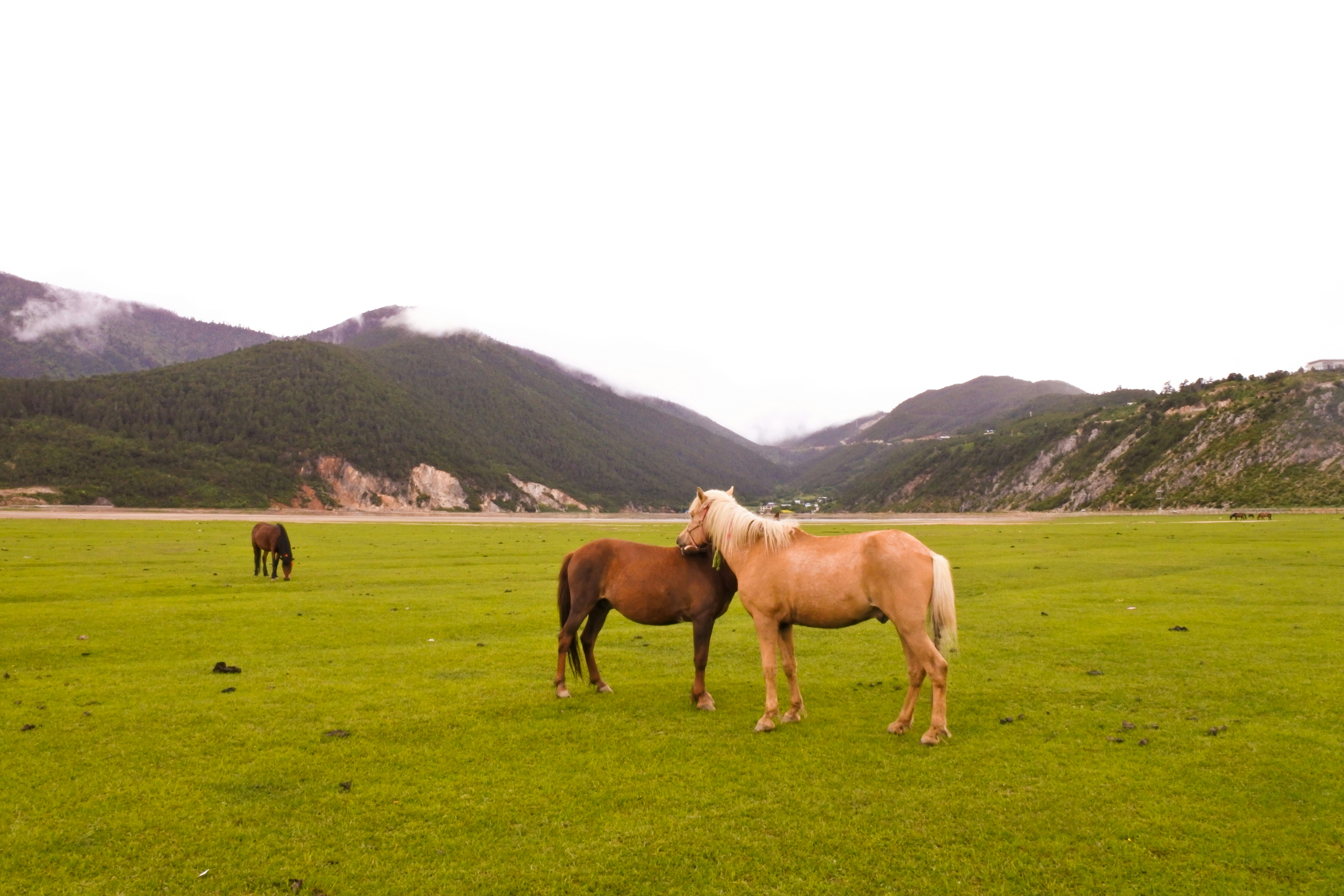 Valley Graze: Palomino and Chestnut in a Mountain Meadow
