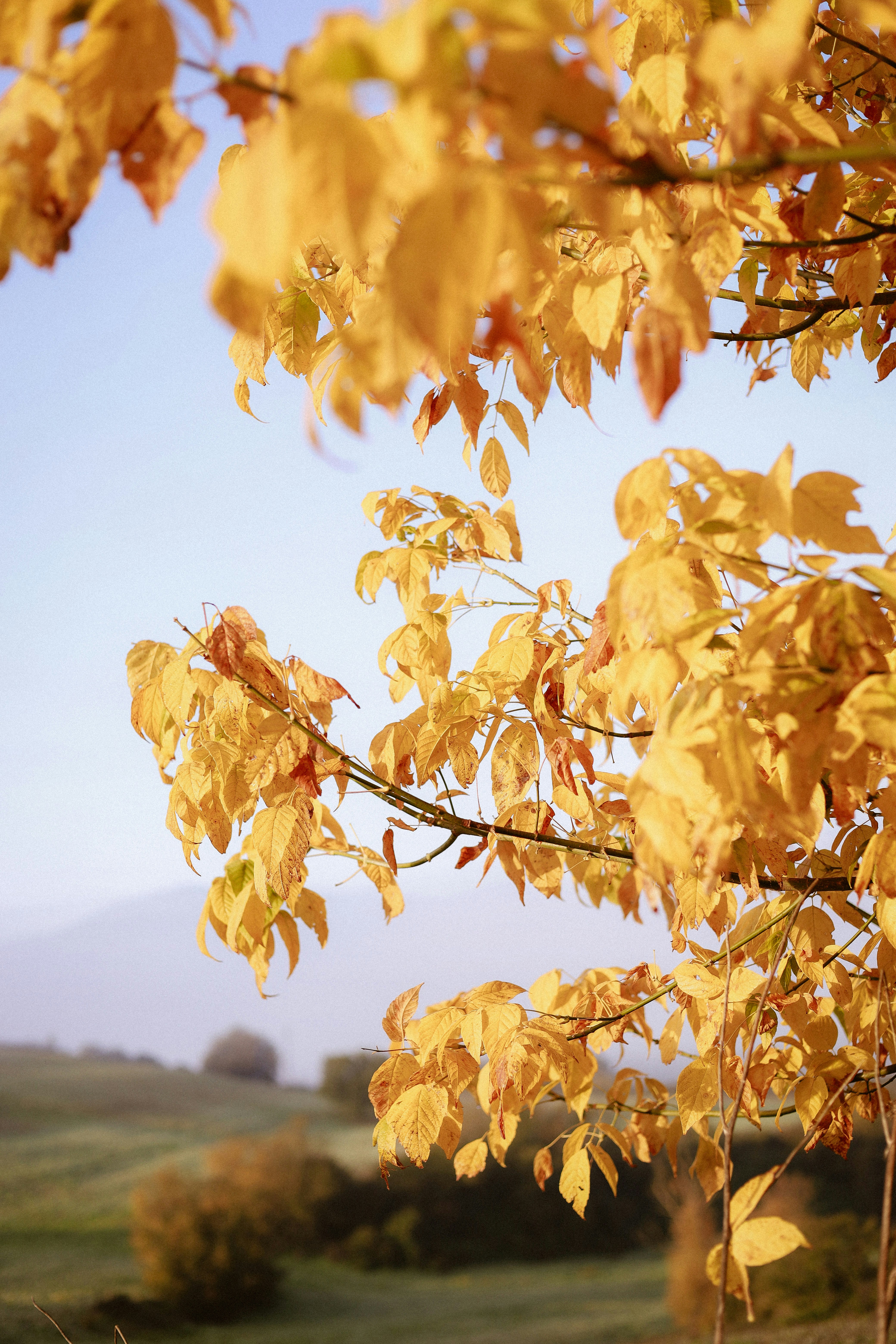 Gold-Leaf Canopy Framed by a Quiet Blue Autumn Sky
