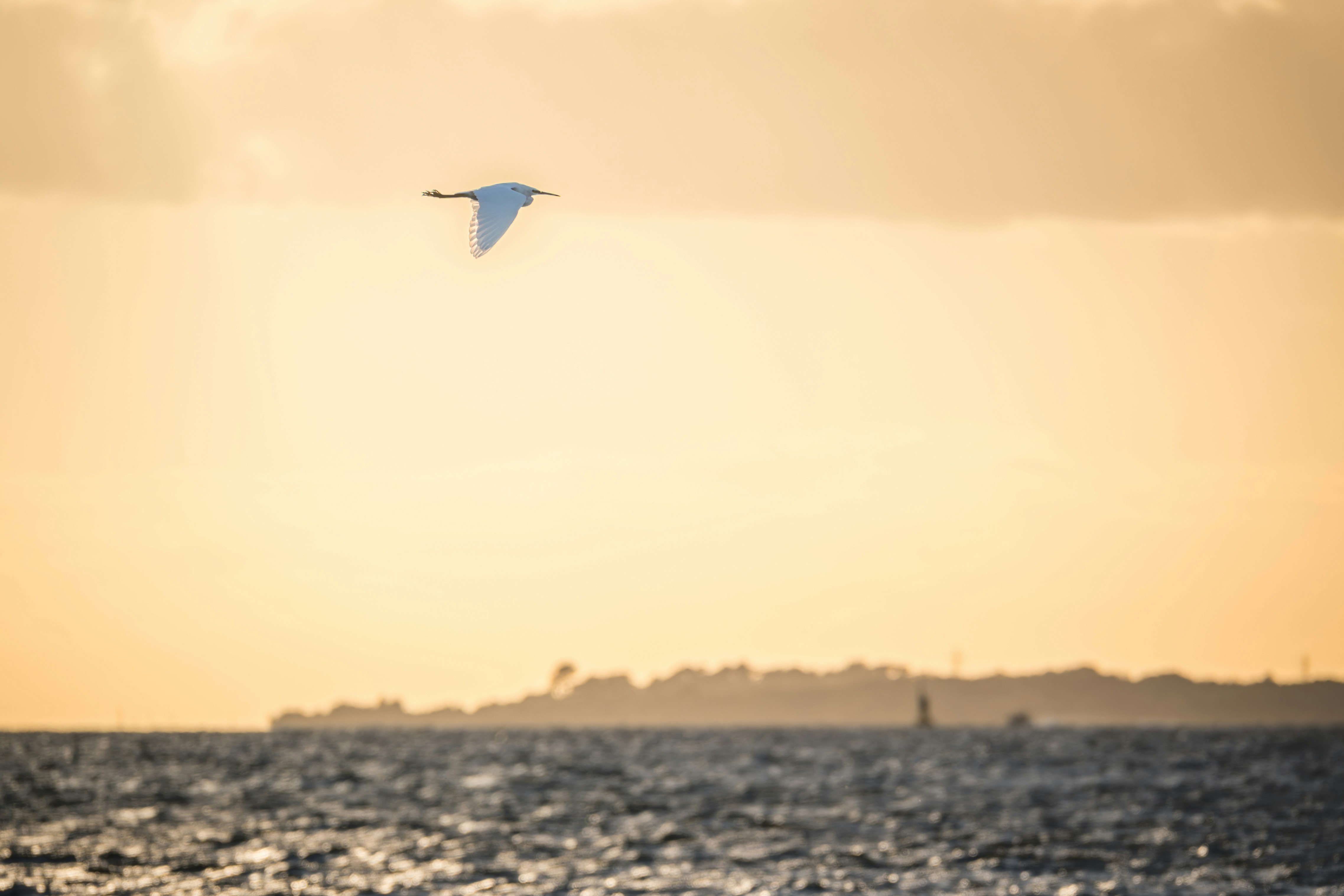 Graceful Flight at Dusk