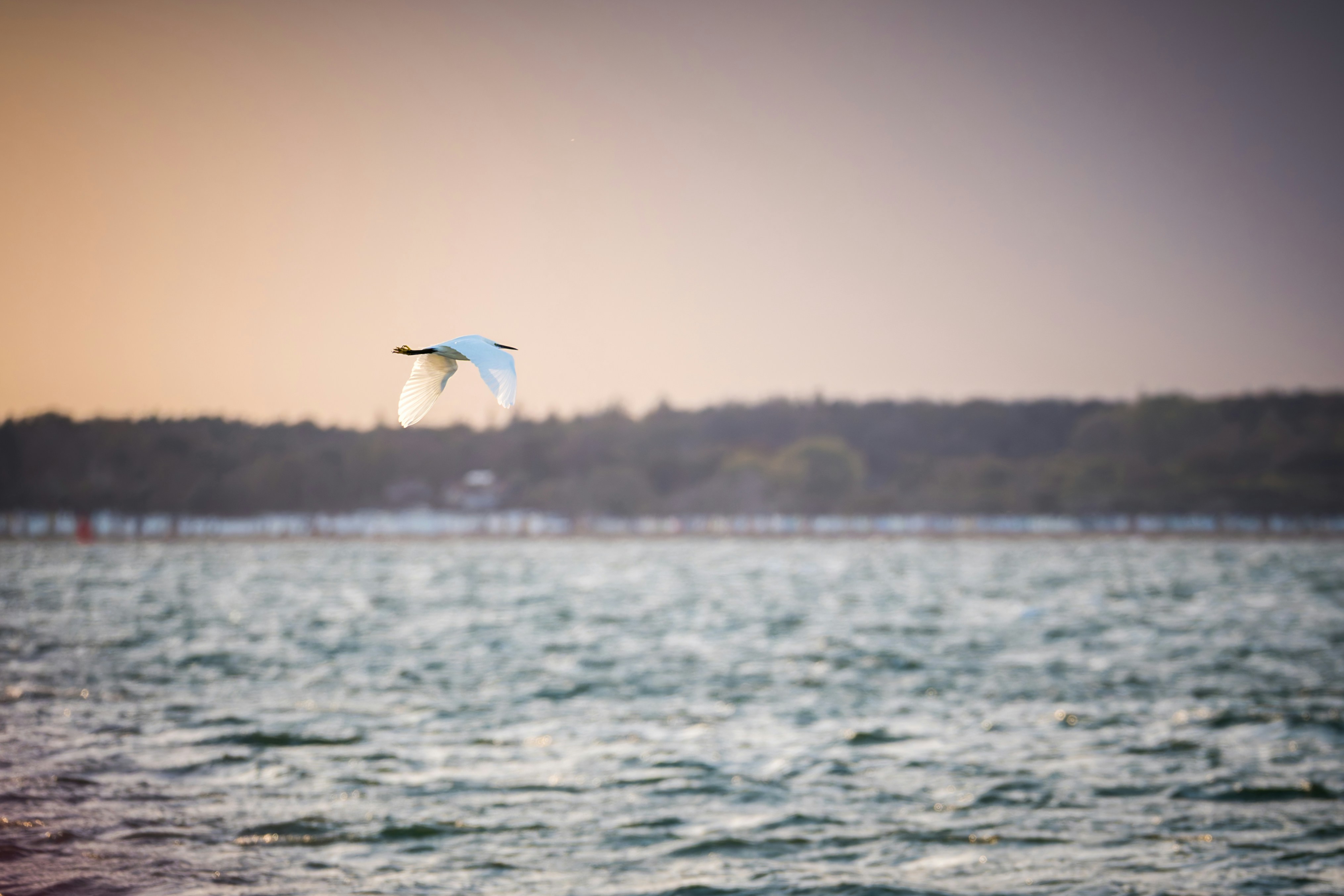 Graceful Flight at Dusk