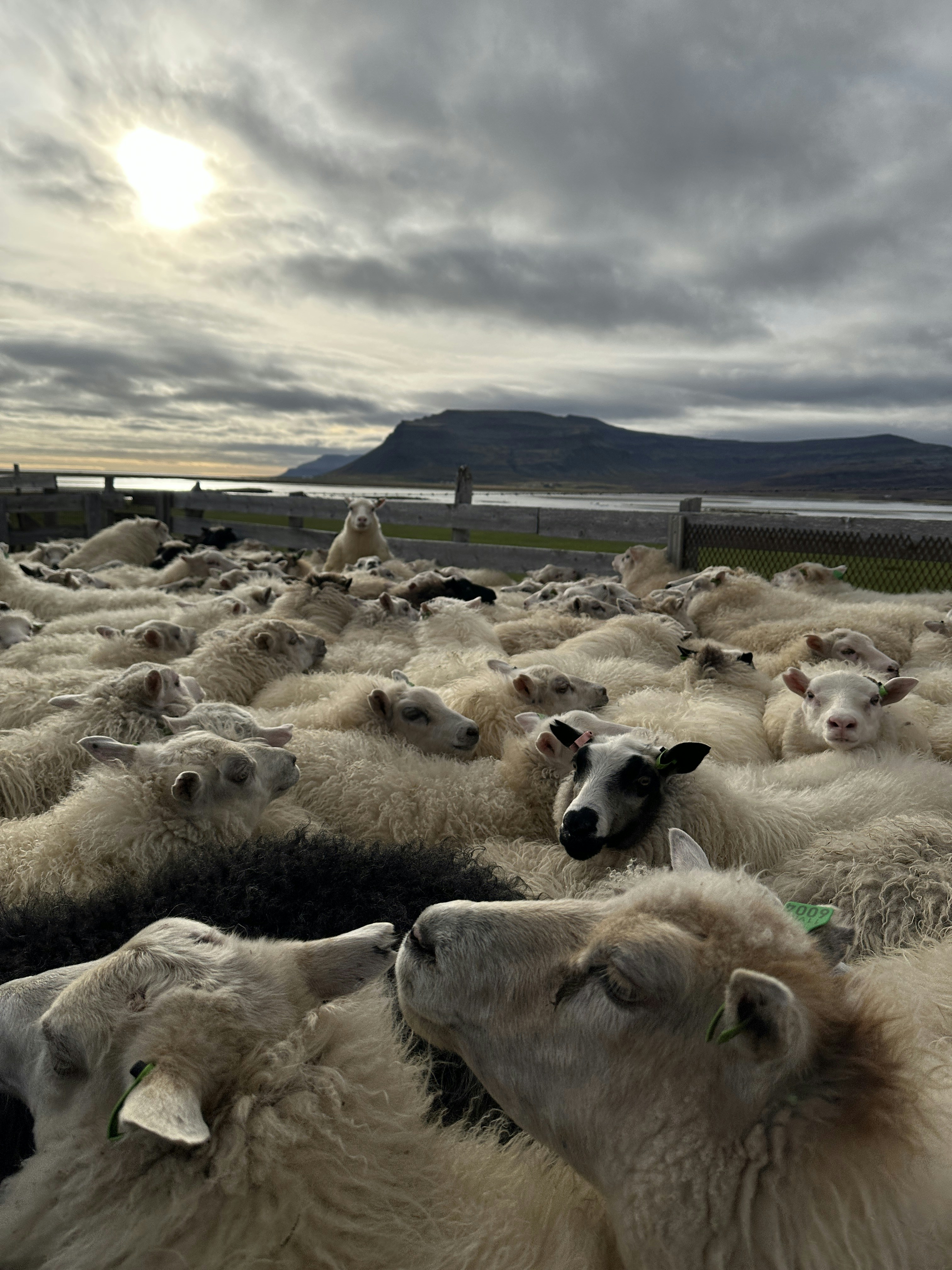 A flock of sheep gathered in a field