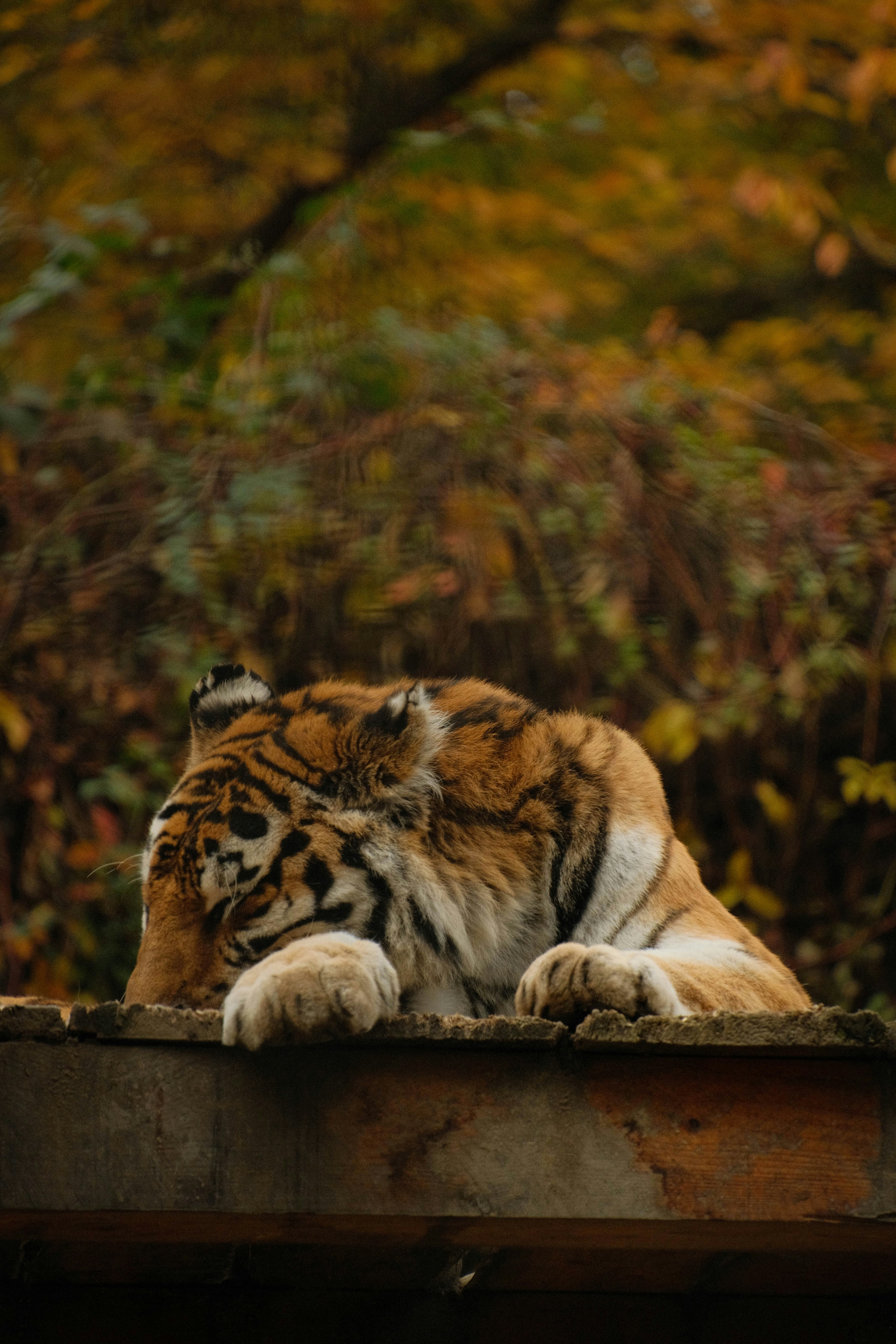 Tiger resting on a wooden surface with autumn foliage