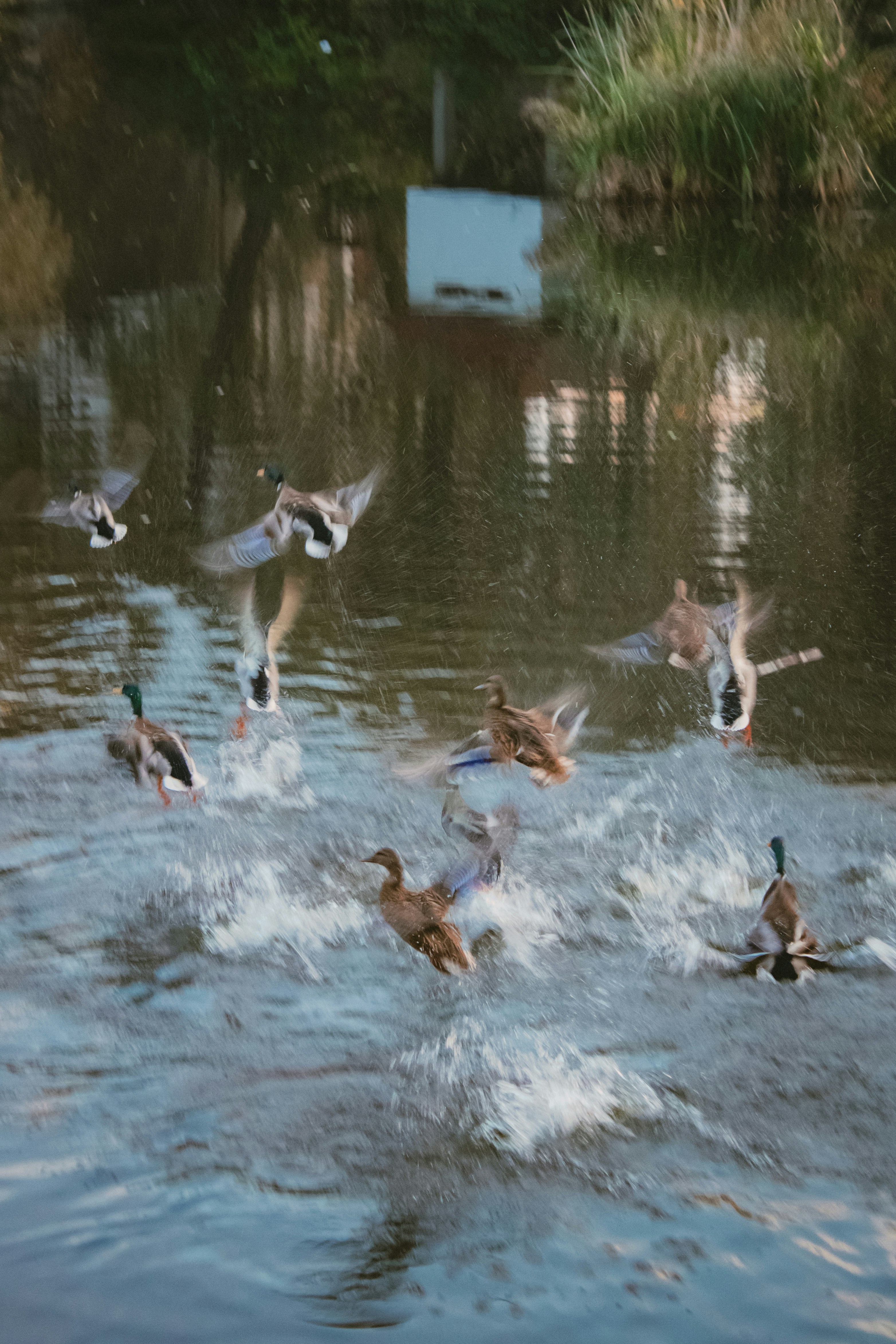 A Splash of Wings: The Dance of Ducks