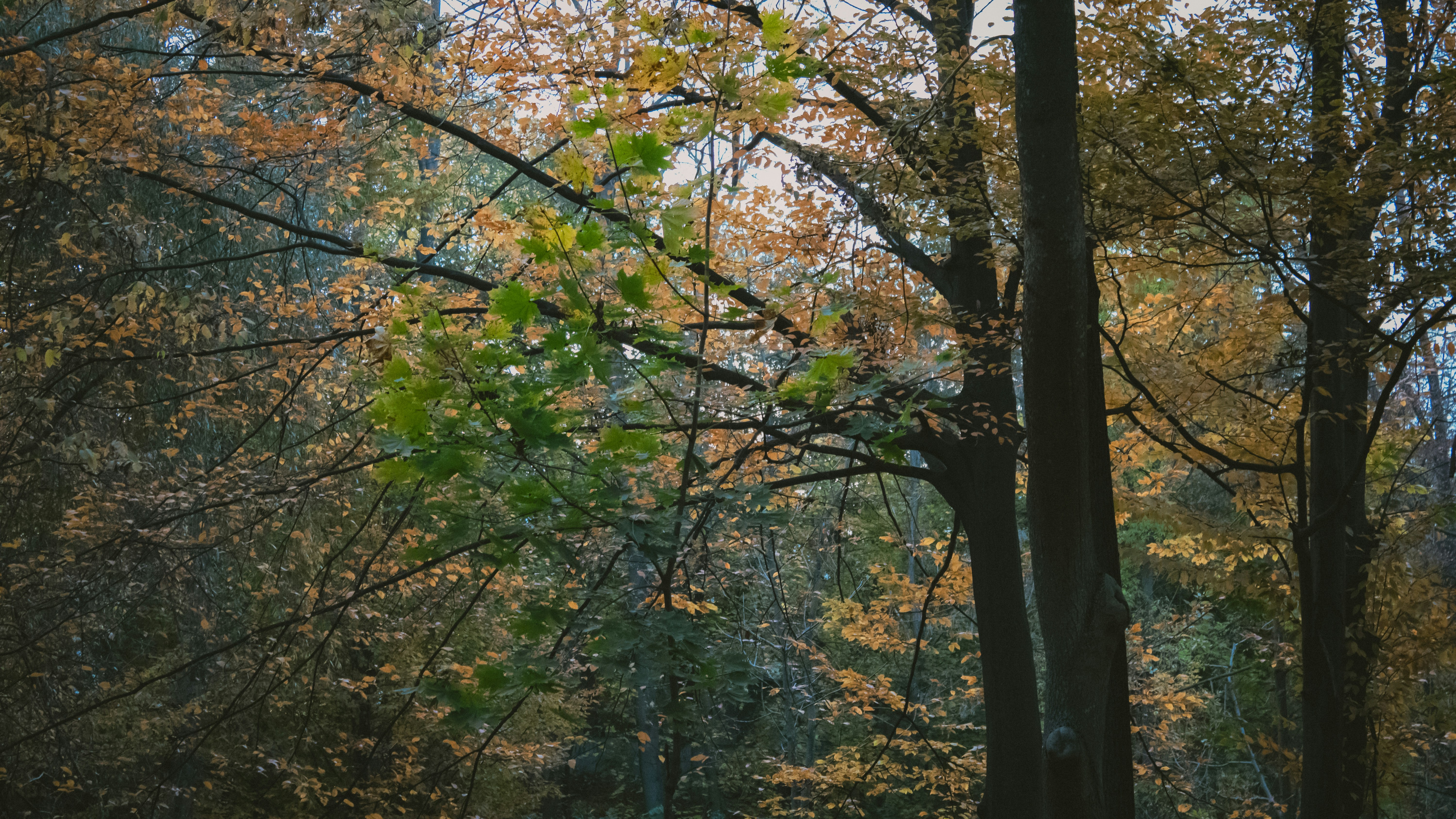 Photo by yan kolesnyk with Canon EOS 2000D