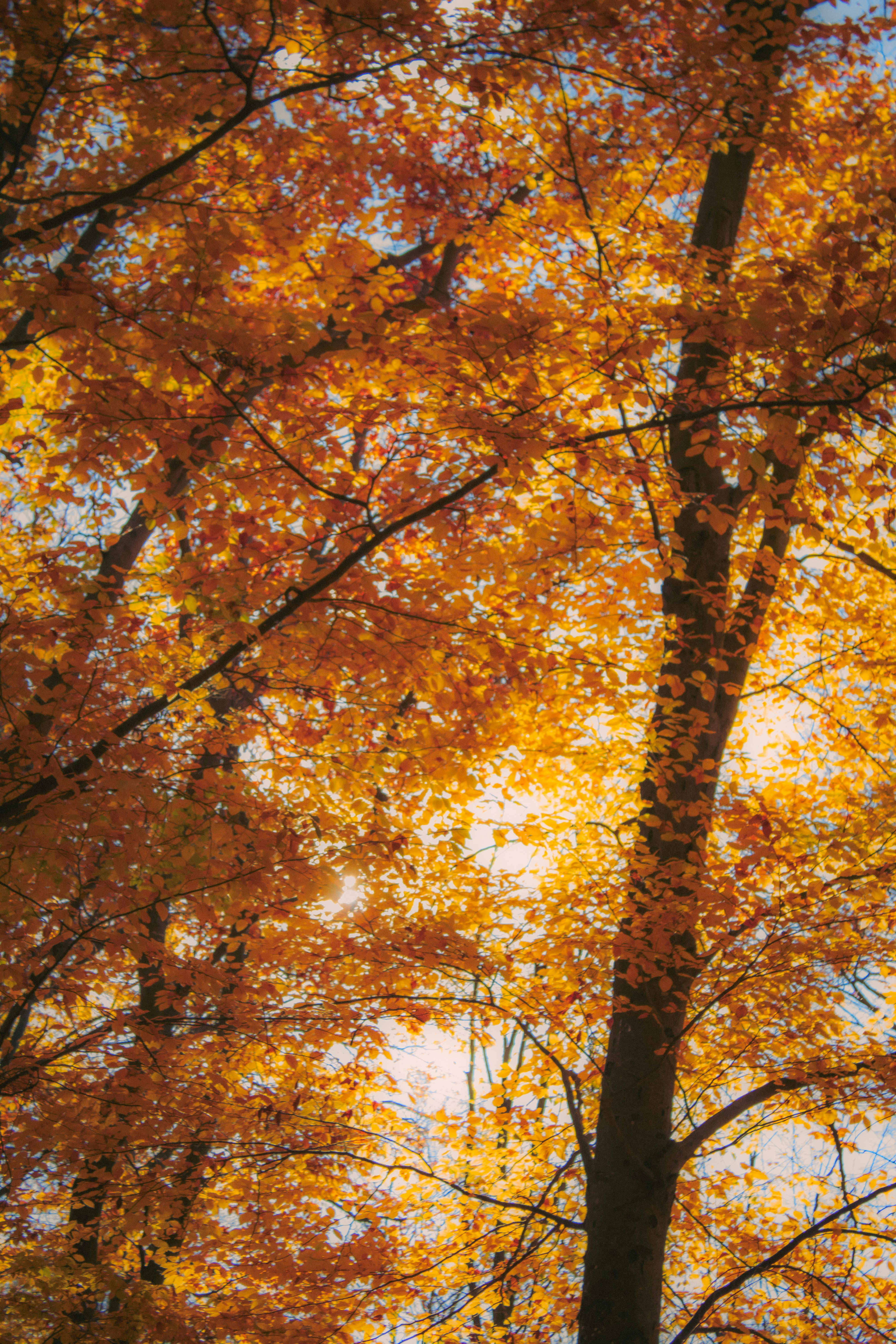 Autumn trees with vibrant orange foliage photo – Free Outdoor Image on ...