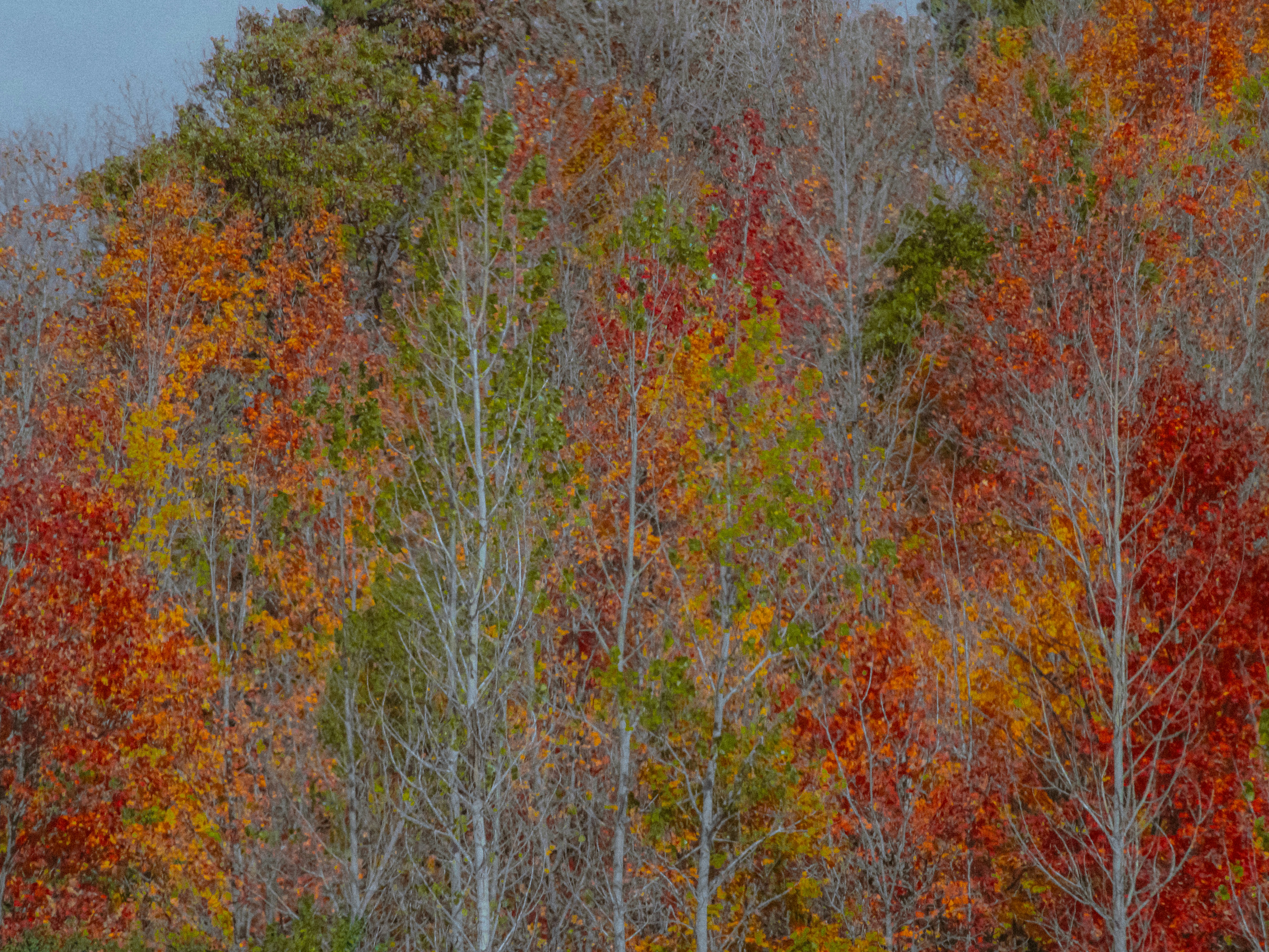 colourful canadian autumn forest under cloudy skies | Colorful autumn trees on a hillside