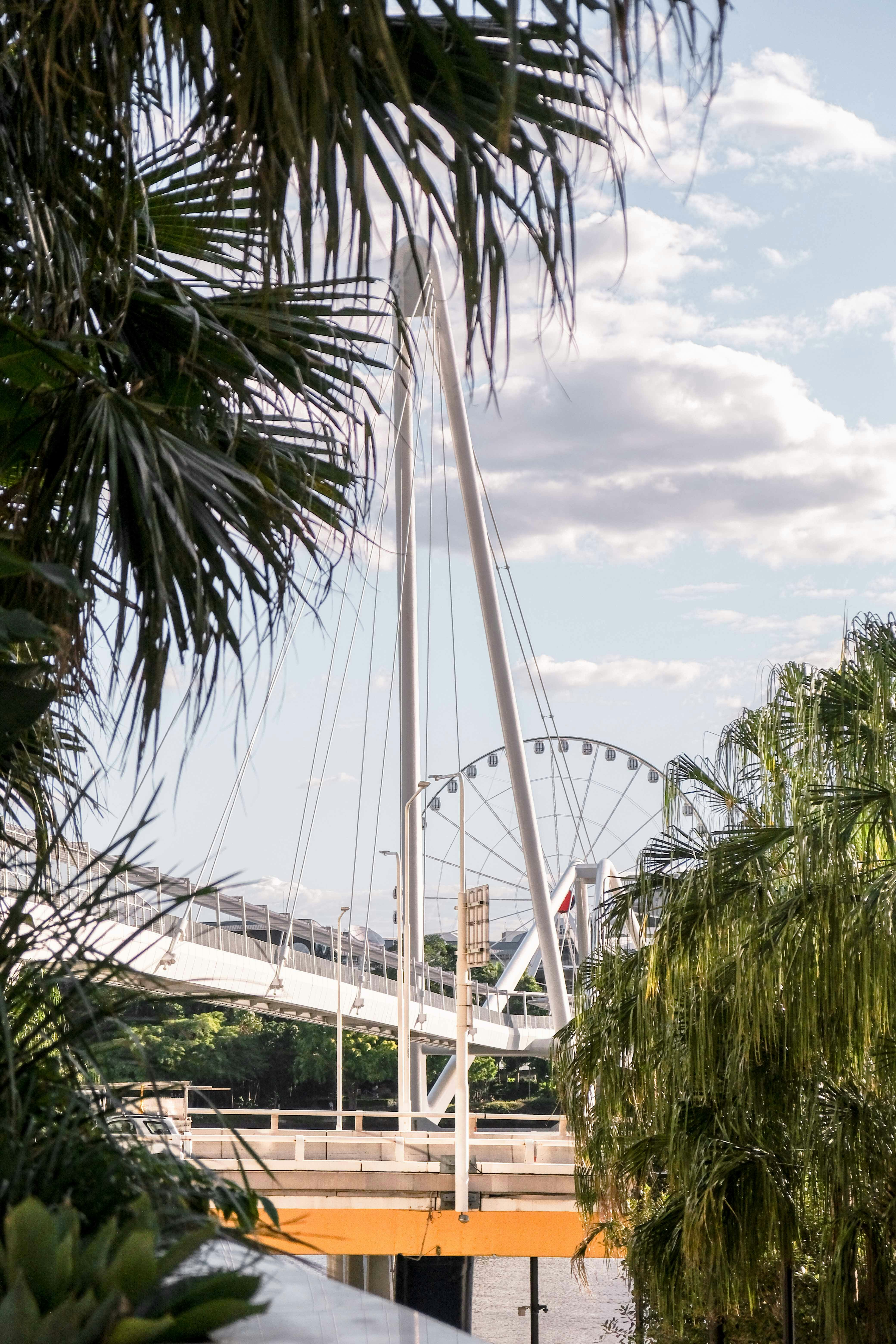 Palm-Framed Pylon: A Quiet Arc Between Bridge and Ferris Wheel