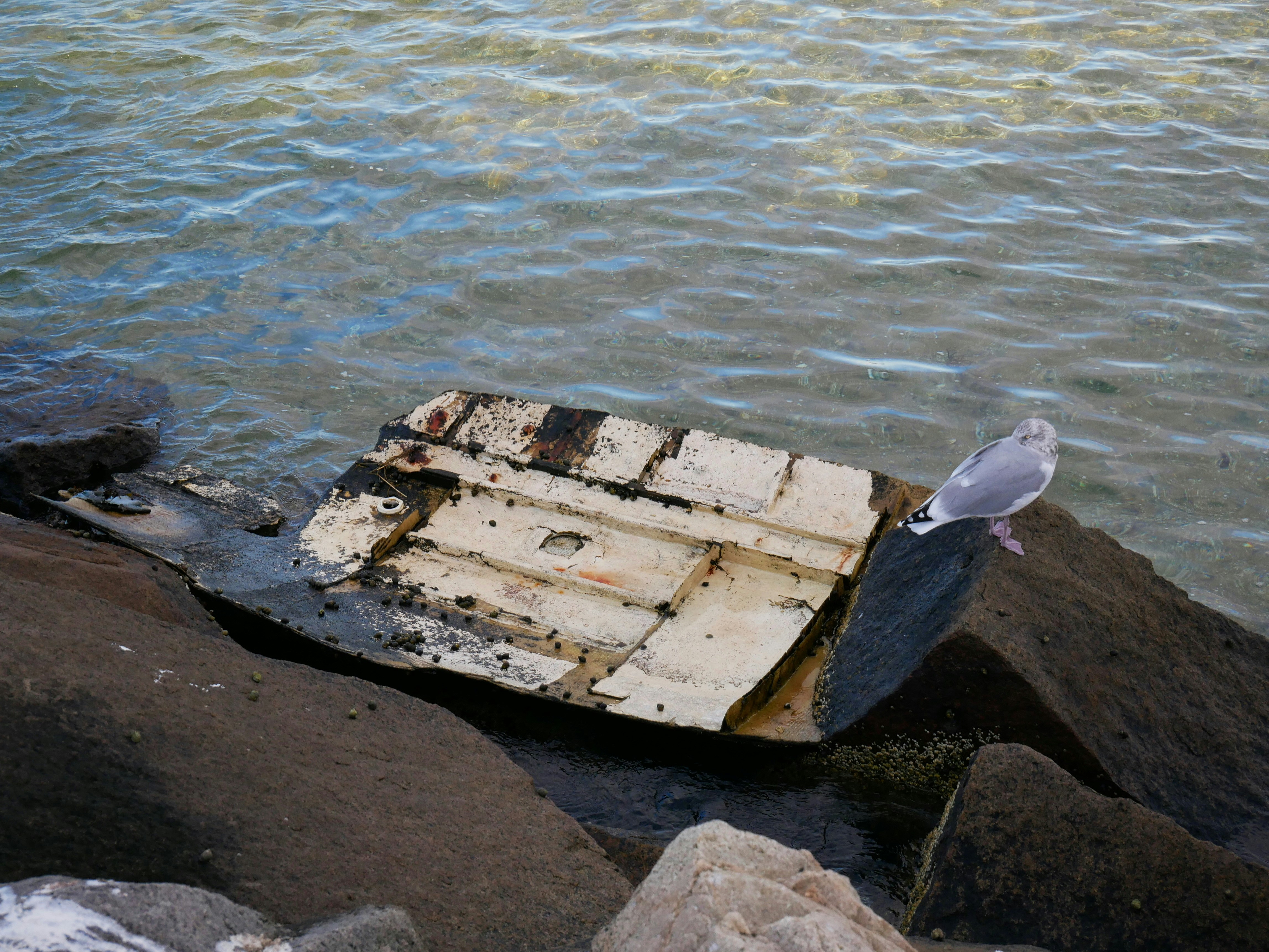 Gull Watch at the Weathered Hull Along a Turquoise Shore