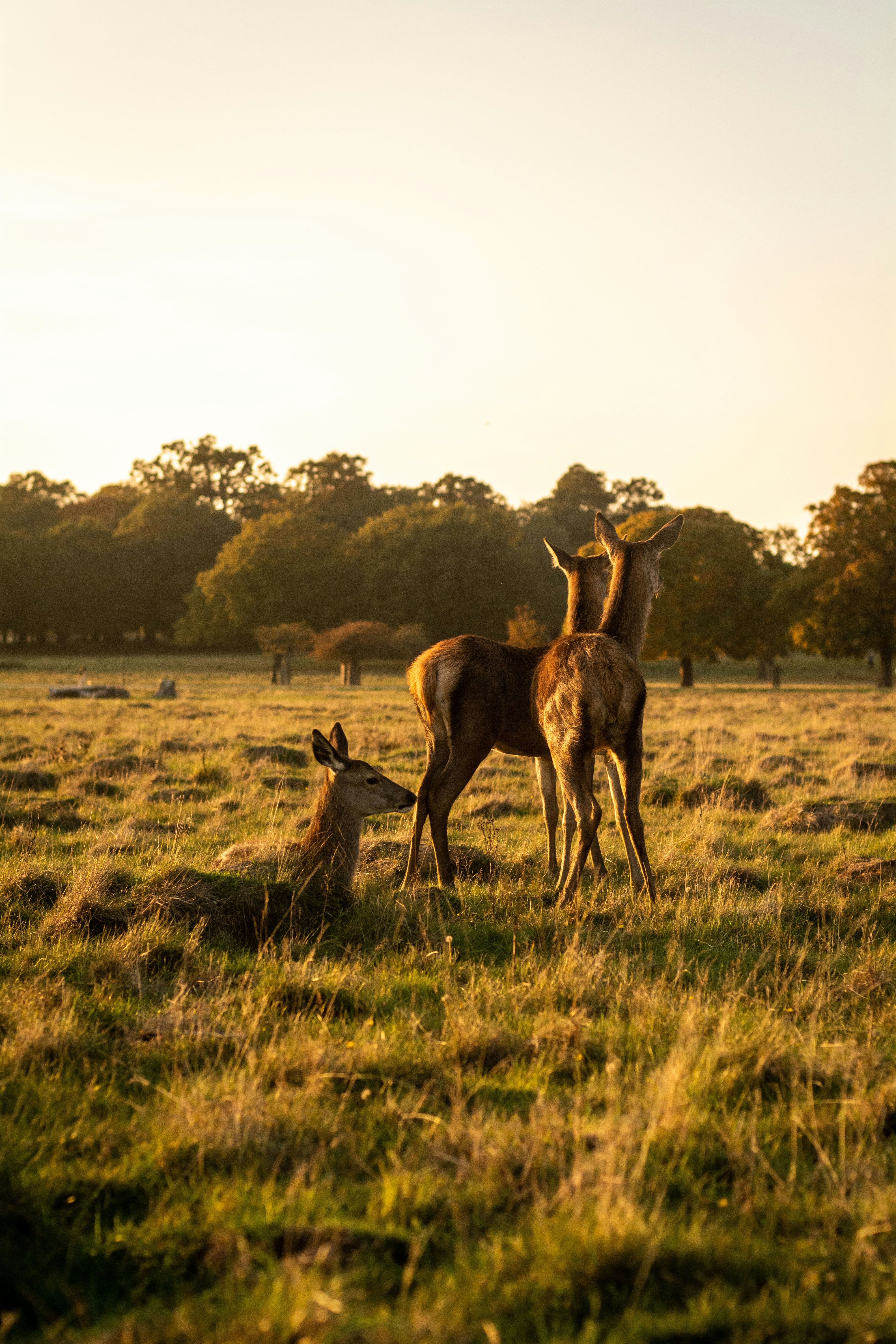 Golden Hour Duet: Two deer in a meadow bathed in amber light