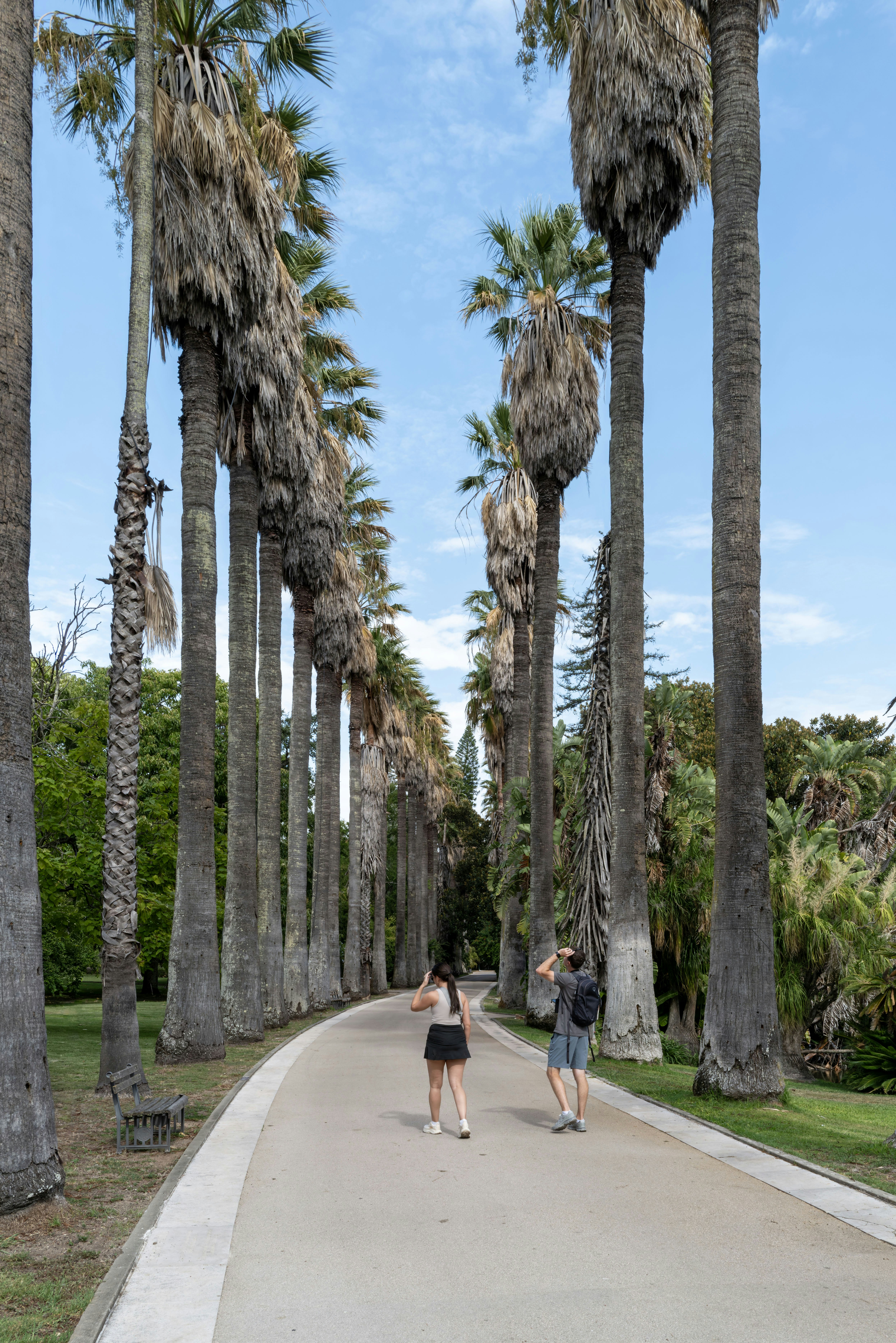 Two individuals walking along a tree-lined path flanked by tall palm trees, under a clear blue sky. The scene captures a moment of leisure in a lush, green environment.