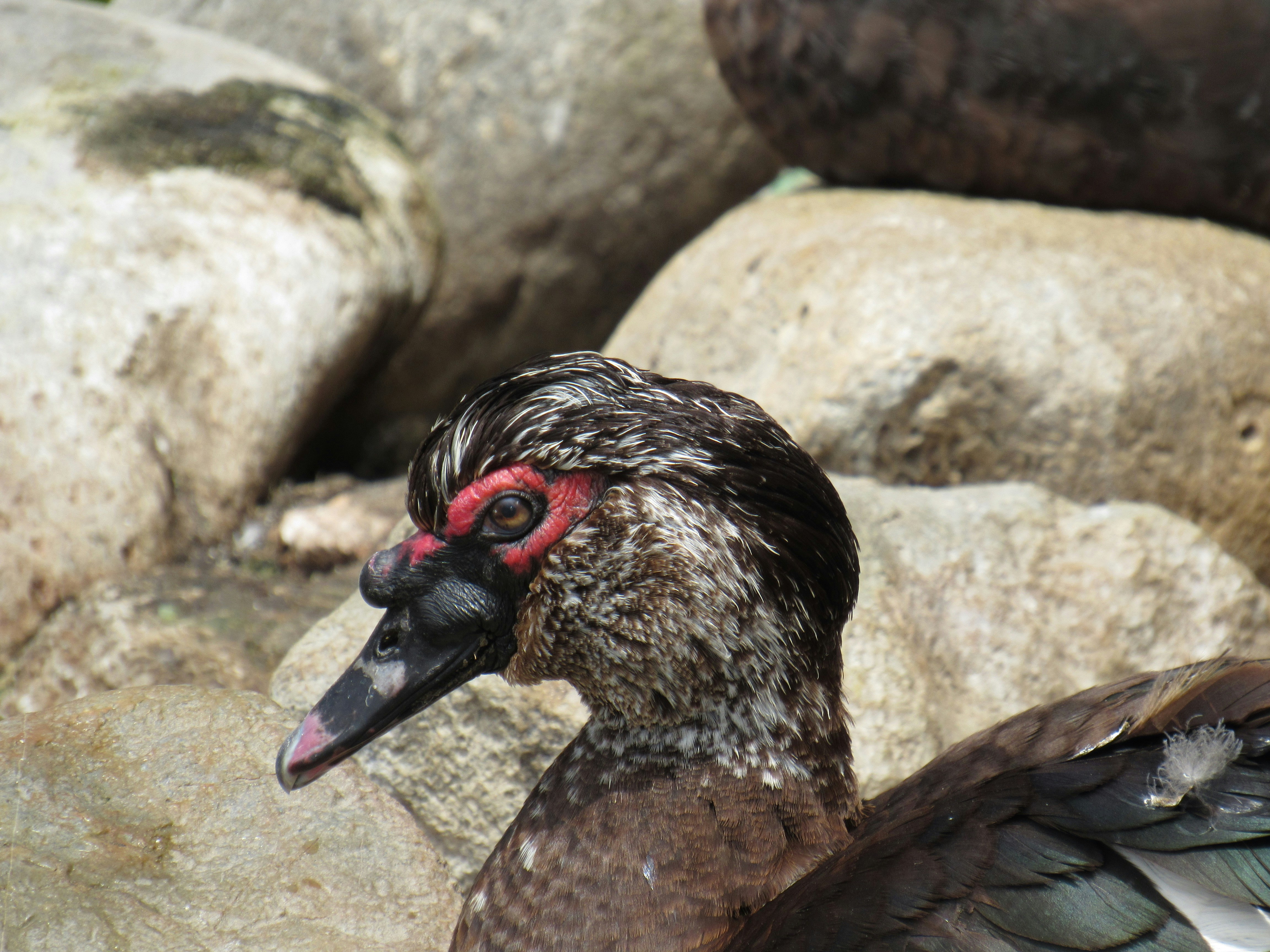 The Quirky Elegance of a Waterfowl