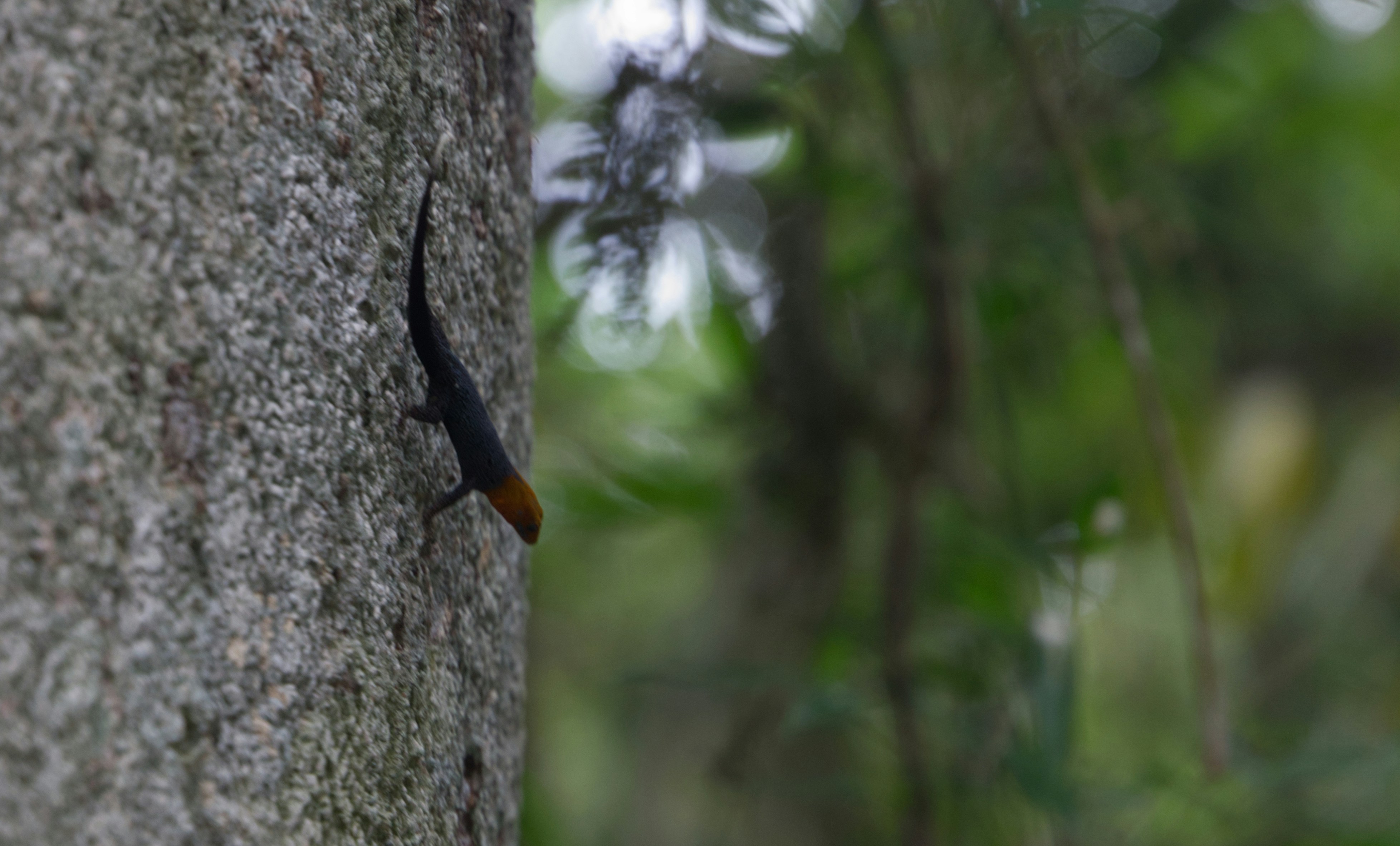 Orange-Throated Climber on a Mossy Trunk