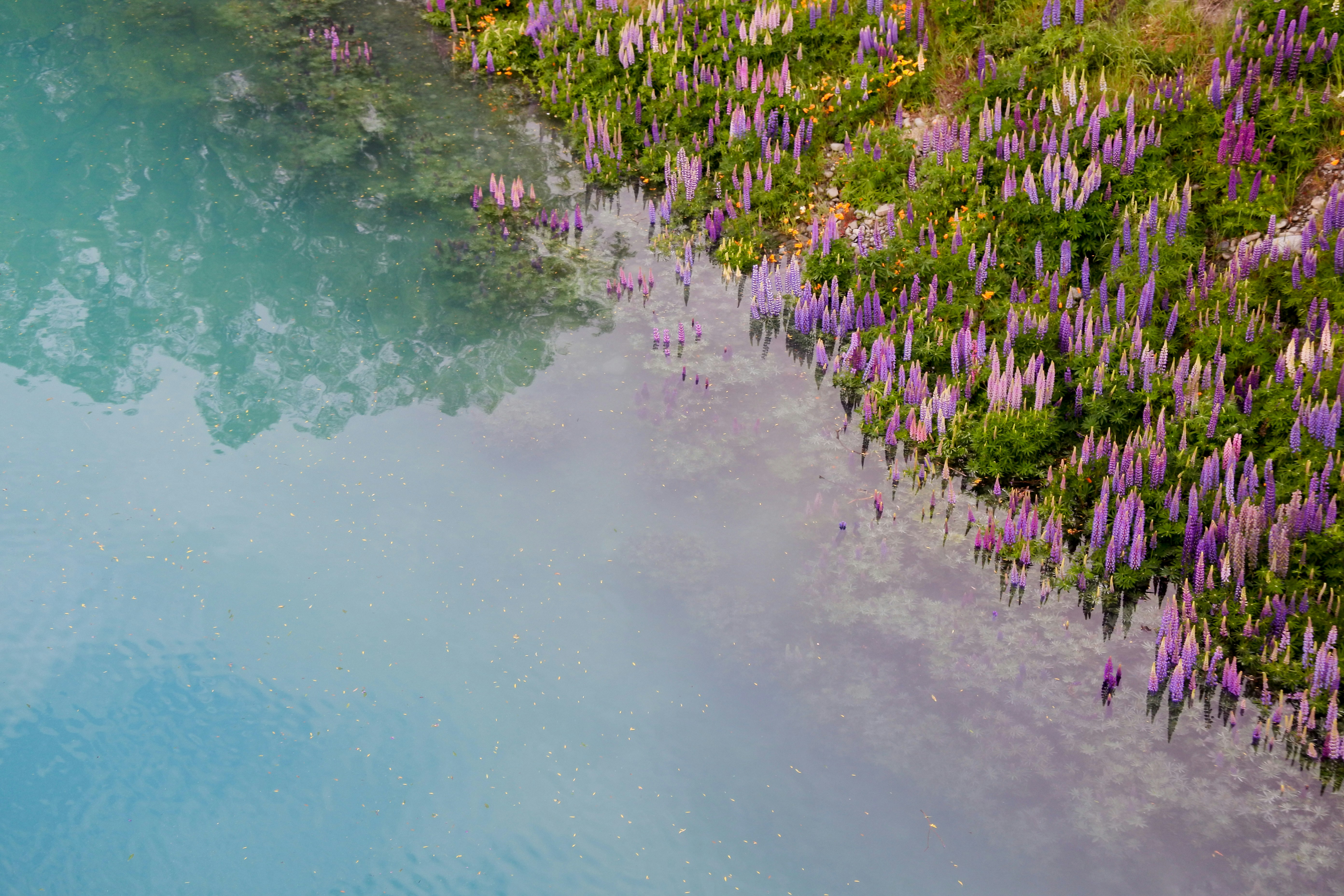 Purple lupine flowers bloom along a turquoise lake. photo – Free Lake ...
