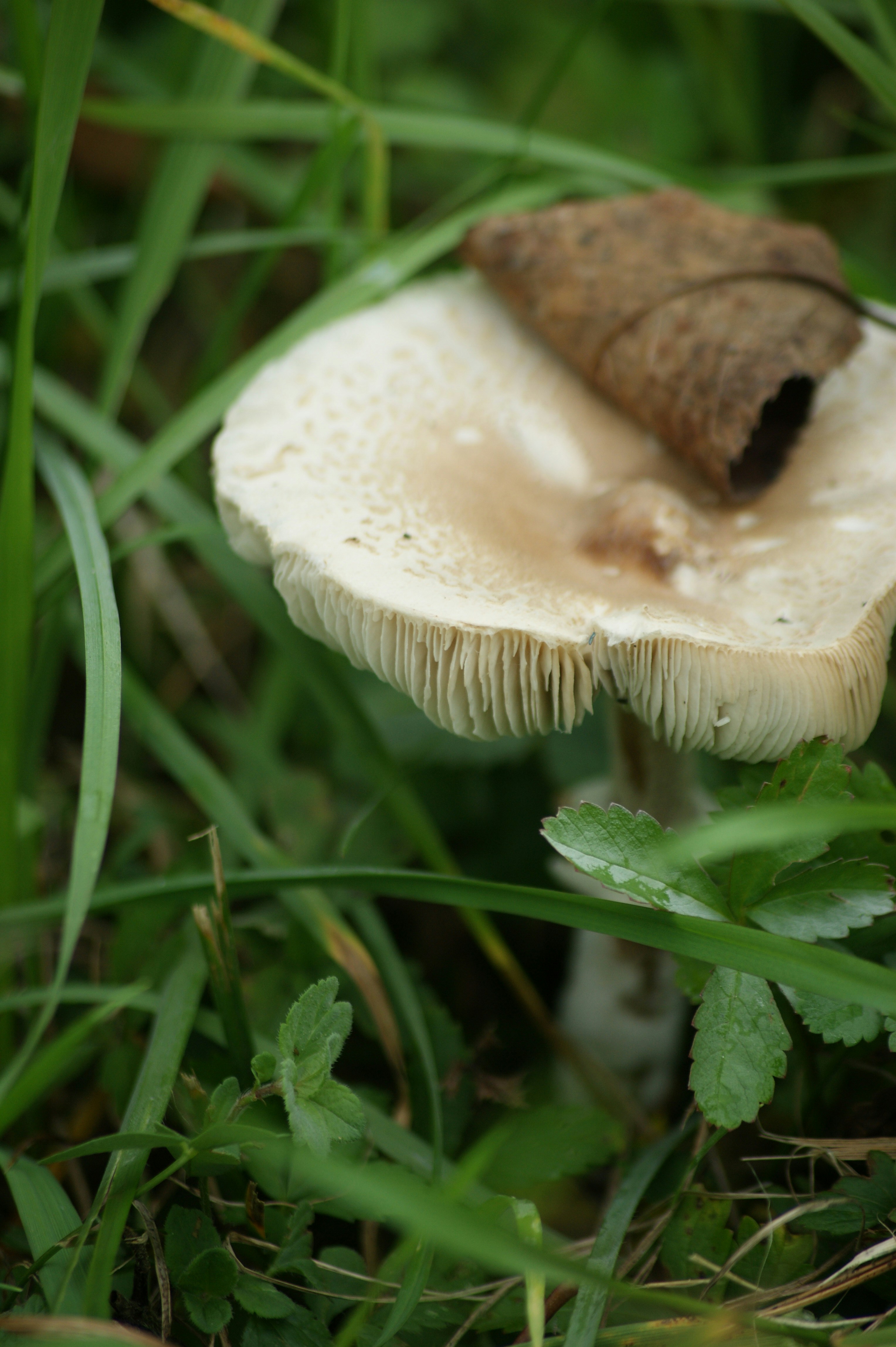 A mushroom with a brown cap nestled among lush green grass, showcasing intricate gills and a delicate stem.
