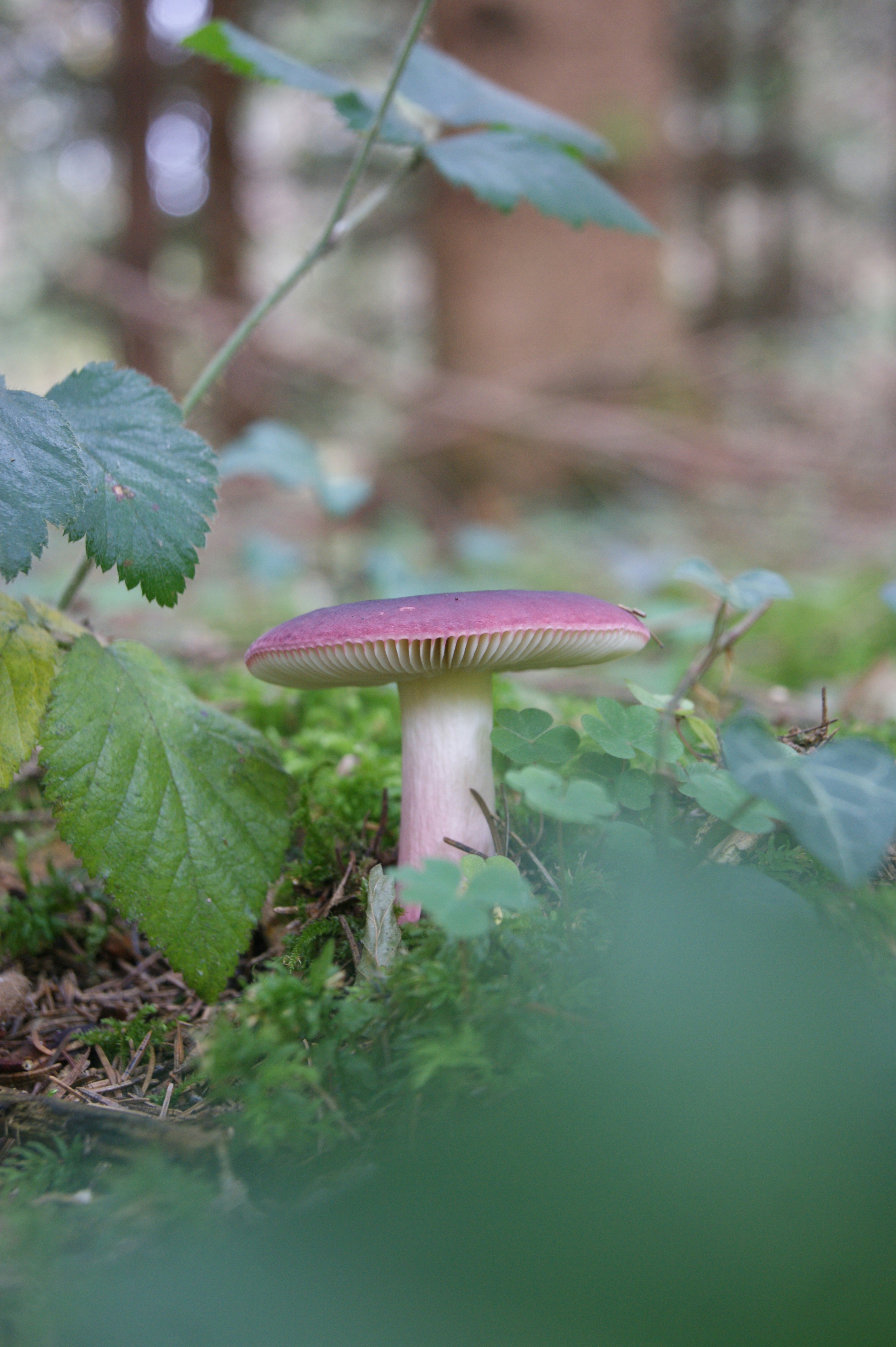Crimson-cap Sentinel: a lone mushroom among mossy greens
