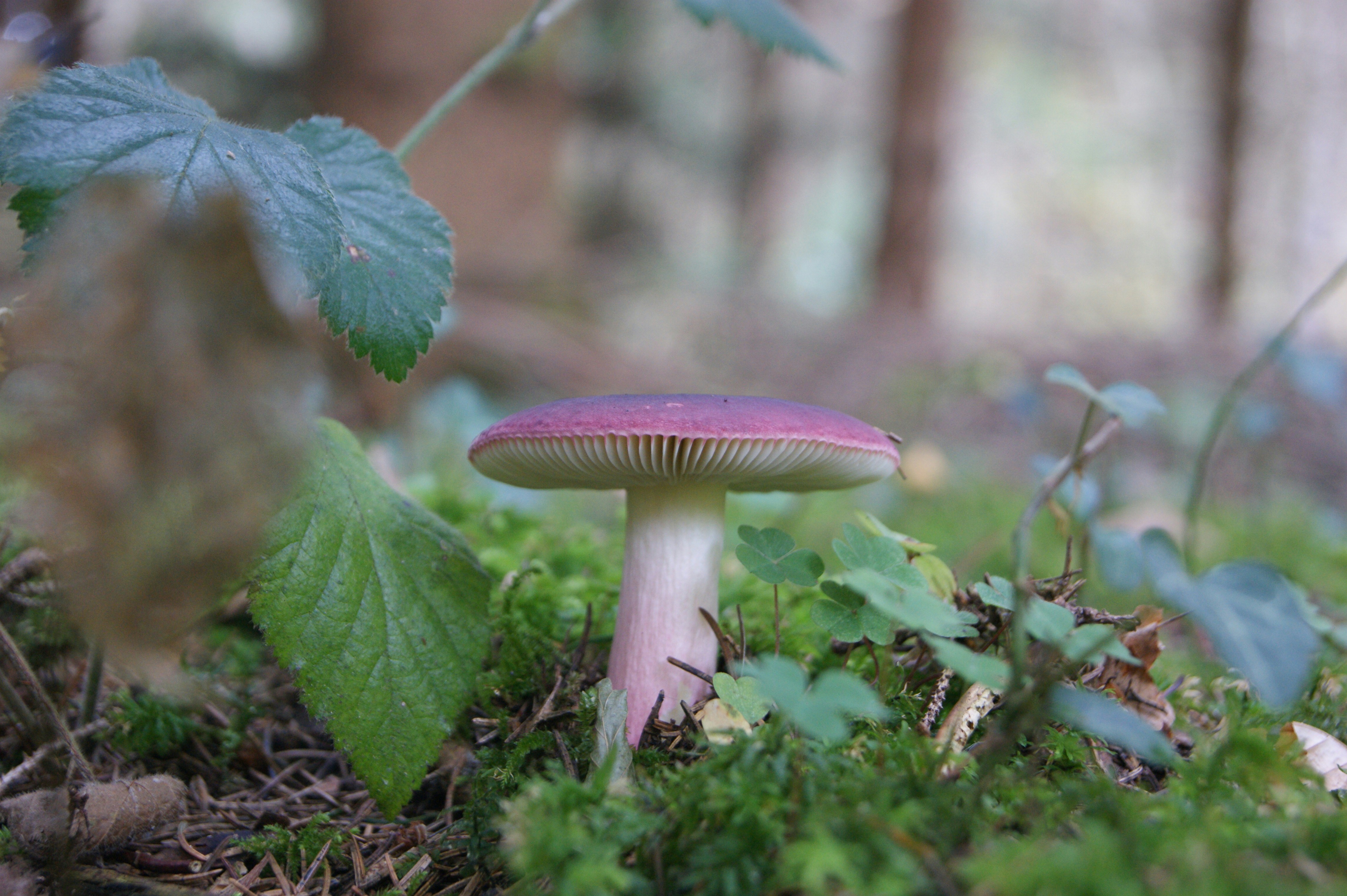 Single Violet-Capped Mushroom Reaches Through Ferns