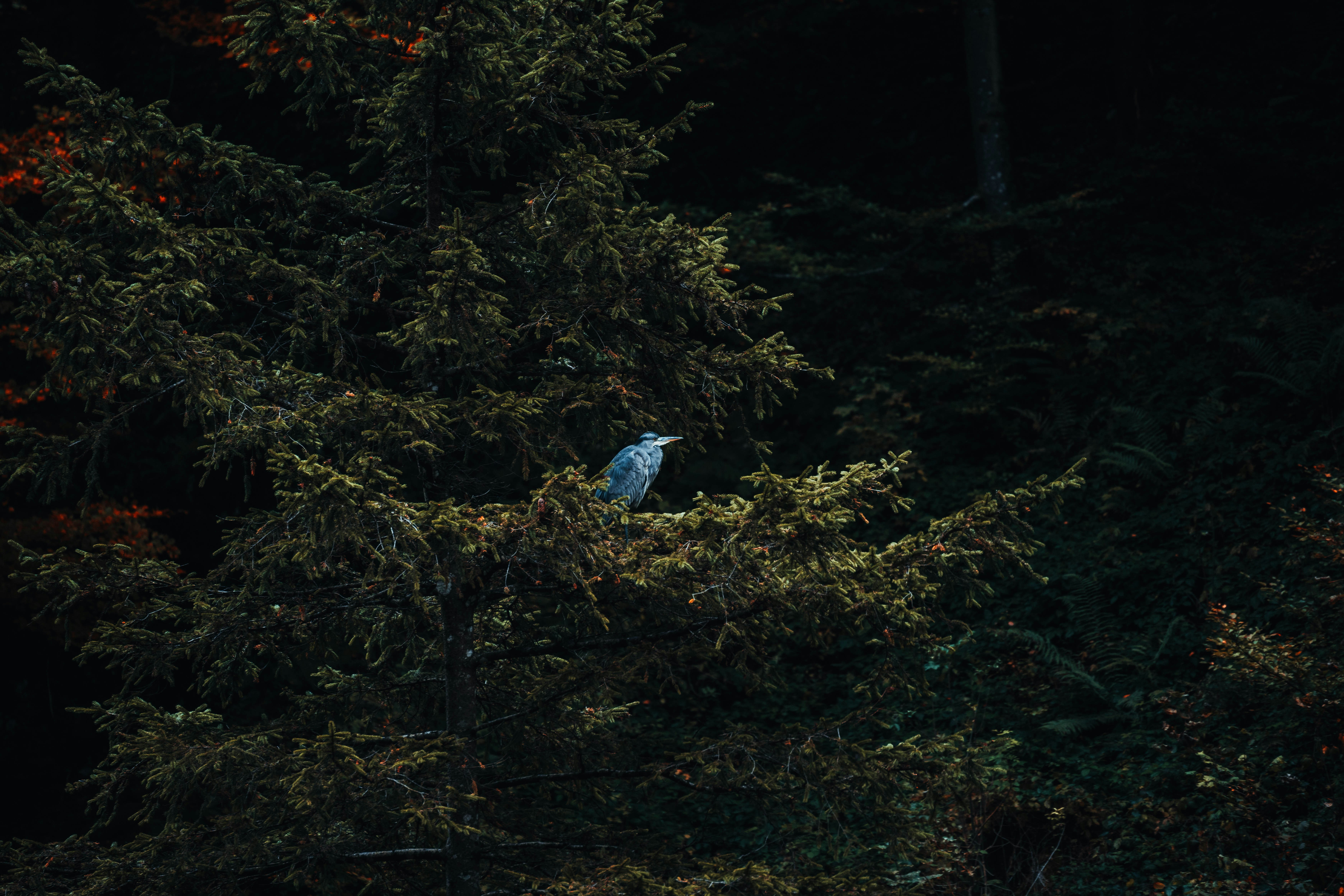 Silent Sentinel Among the Pines
