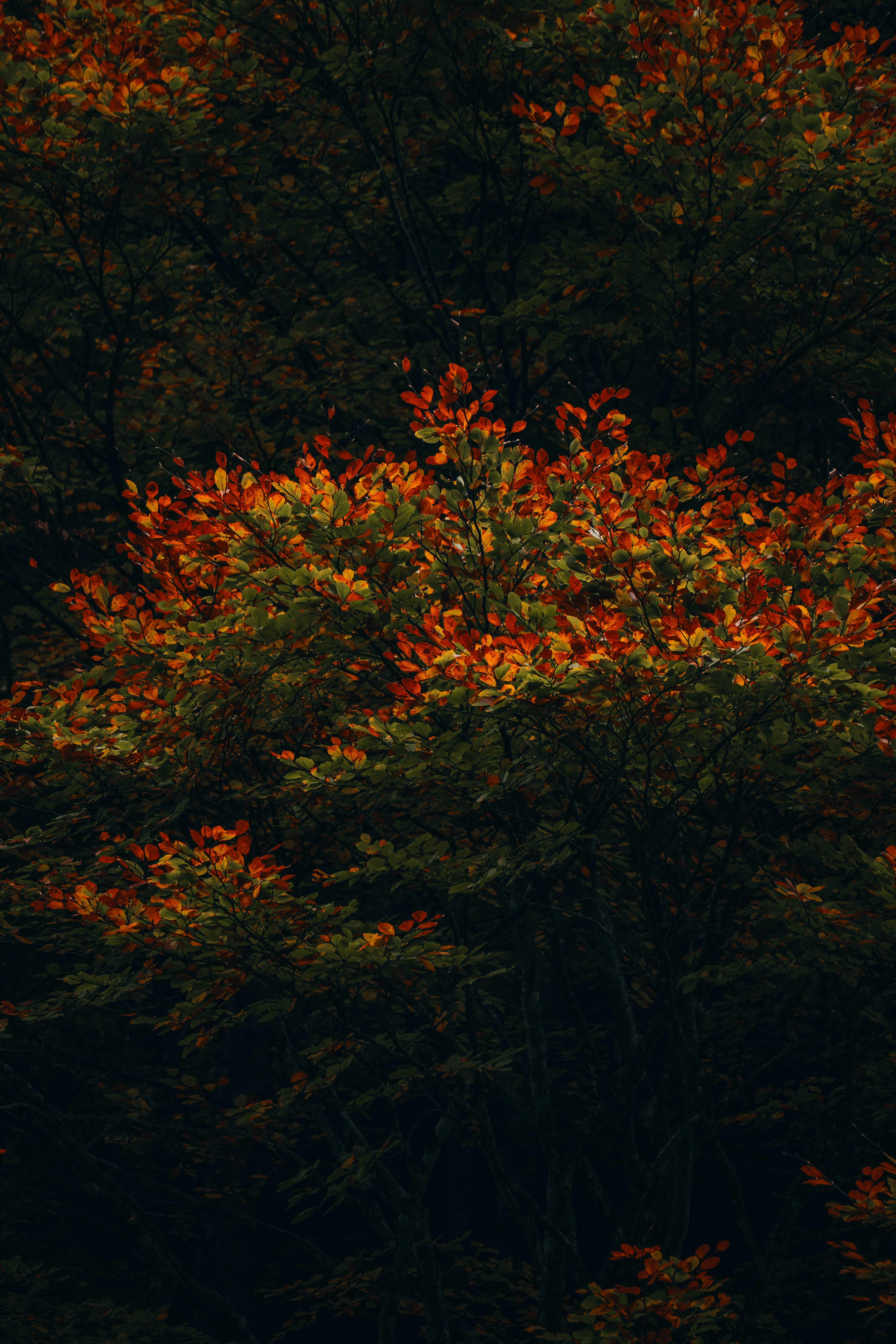 Vibrant orange and green foliage creates a rich tapestry against a dark backdrop, highlighting the essence of autumn's transition.