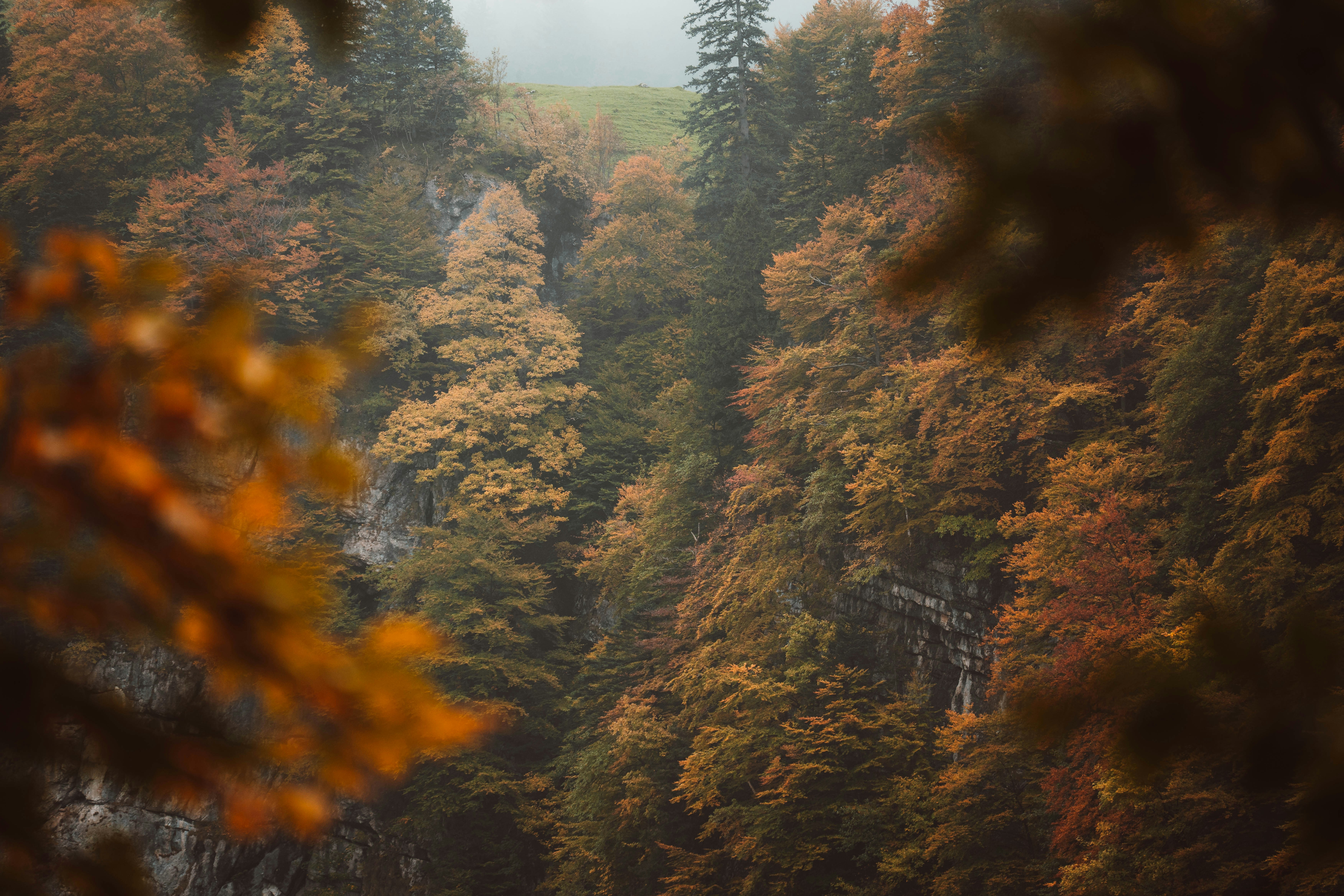 Amber Corridor: Autumn Forest Framed by a Misty Ravine