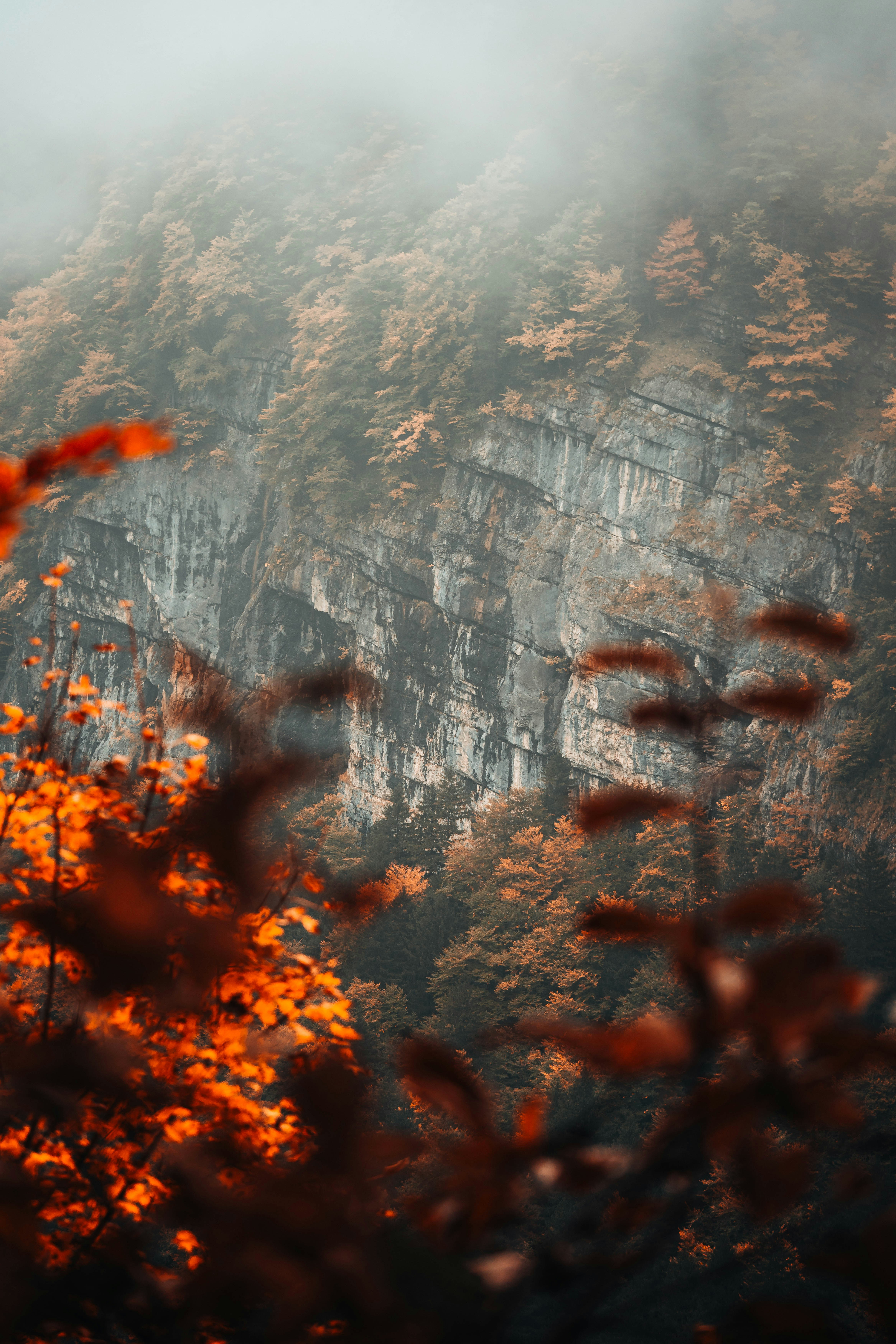 Autumn Cloak Over the Cliff: Mist and Firelit Foliage