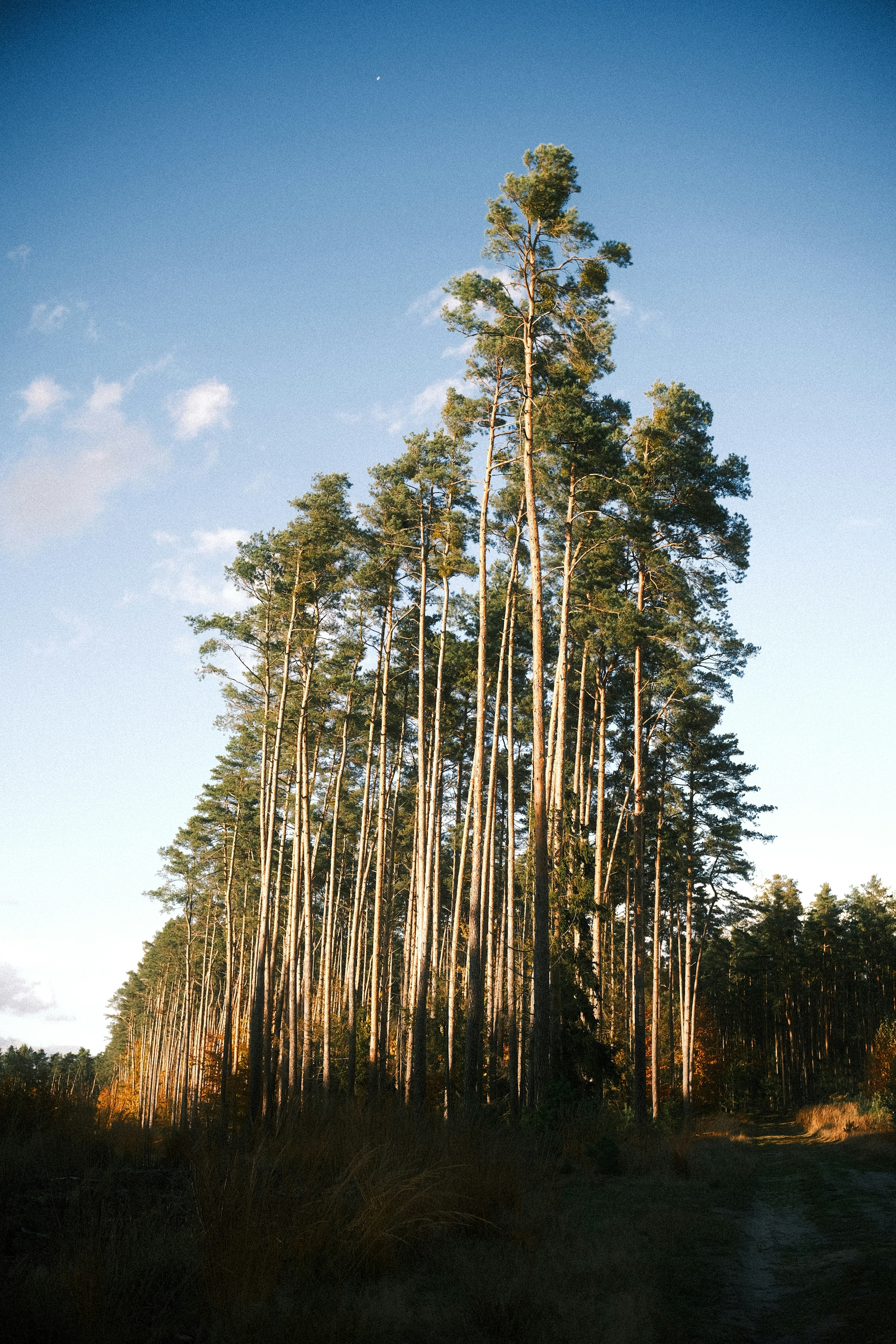 Whispers of the Tall Pines