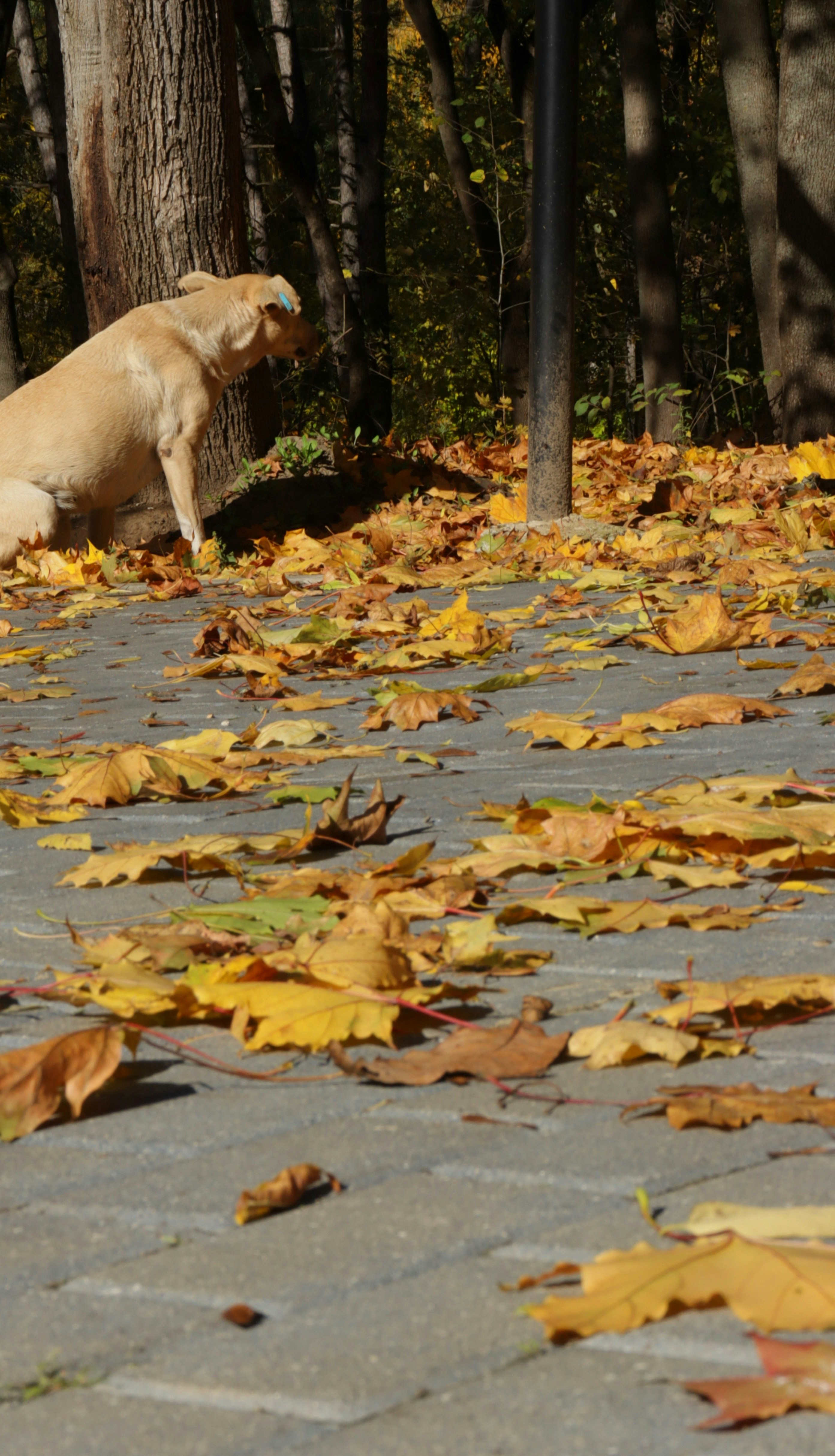 Autumn Edge: A Golden Lab Pauses by a Leaf-Littered Park Path