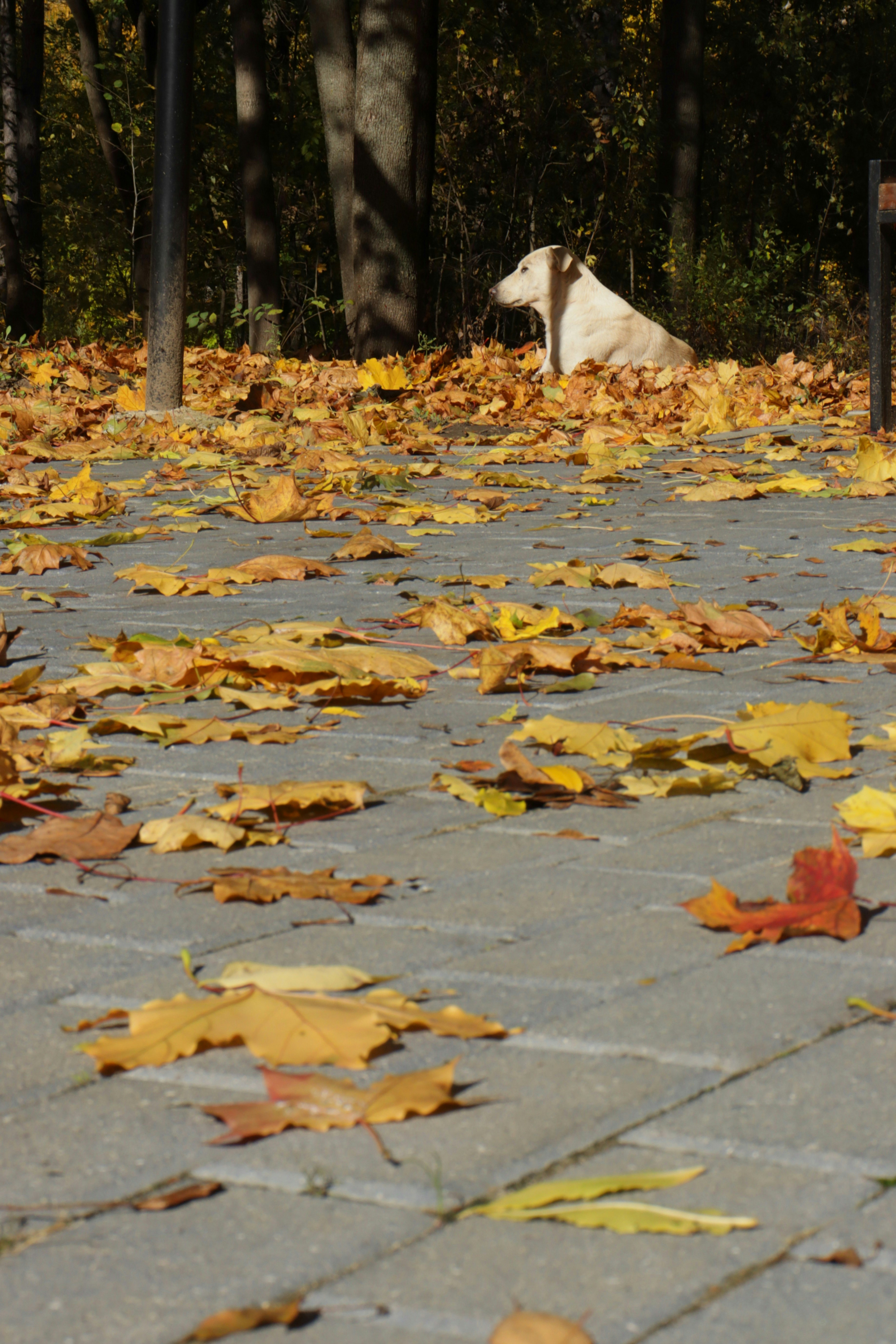 A playful dog rests among a blanket of vibrant autumn leaves, capturing the essence of fall's tranquility.